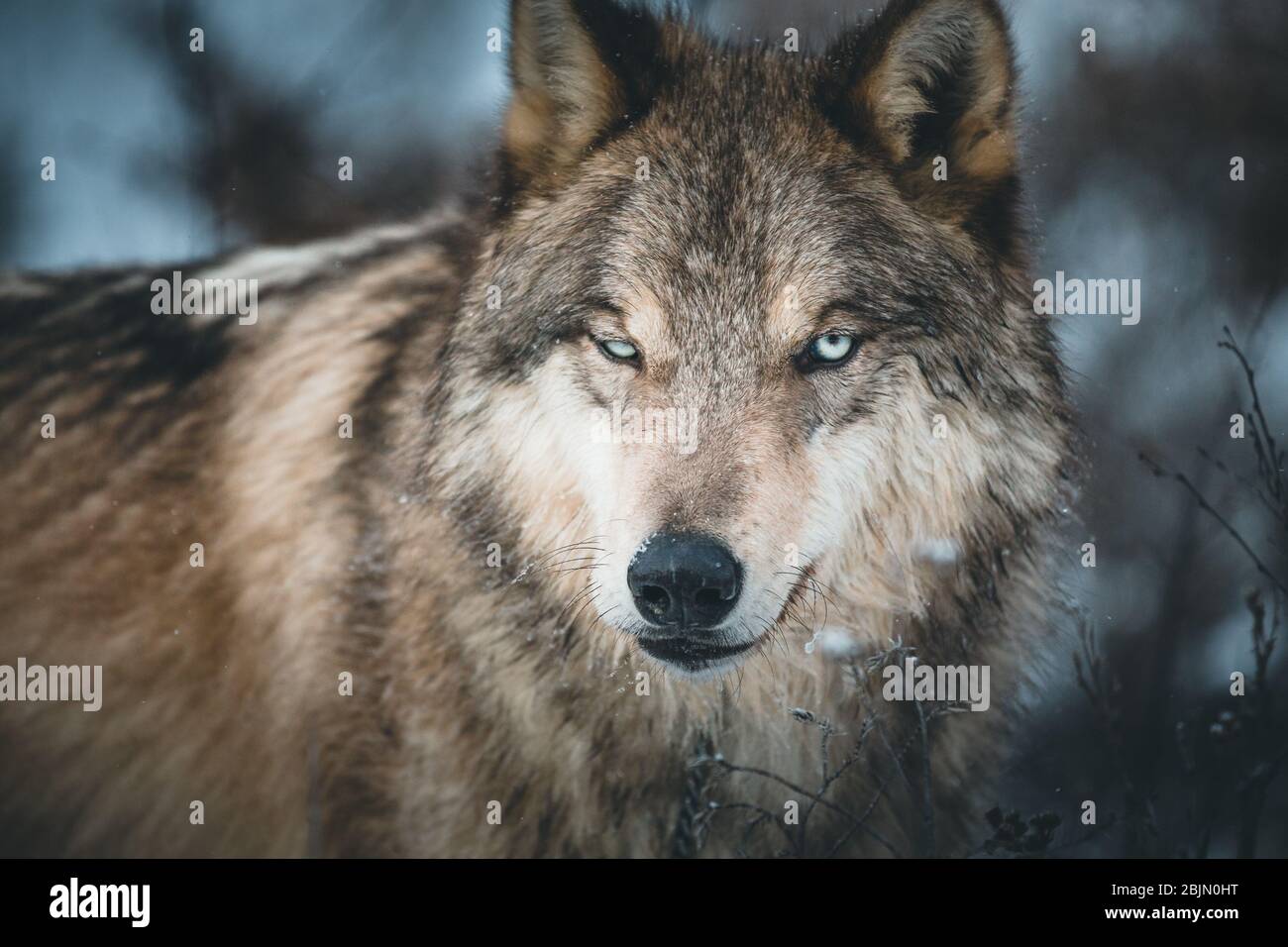 British Columbian Wolf