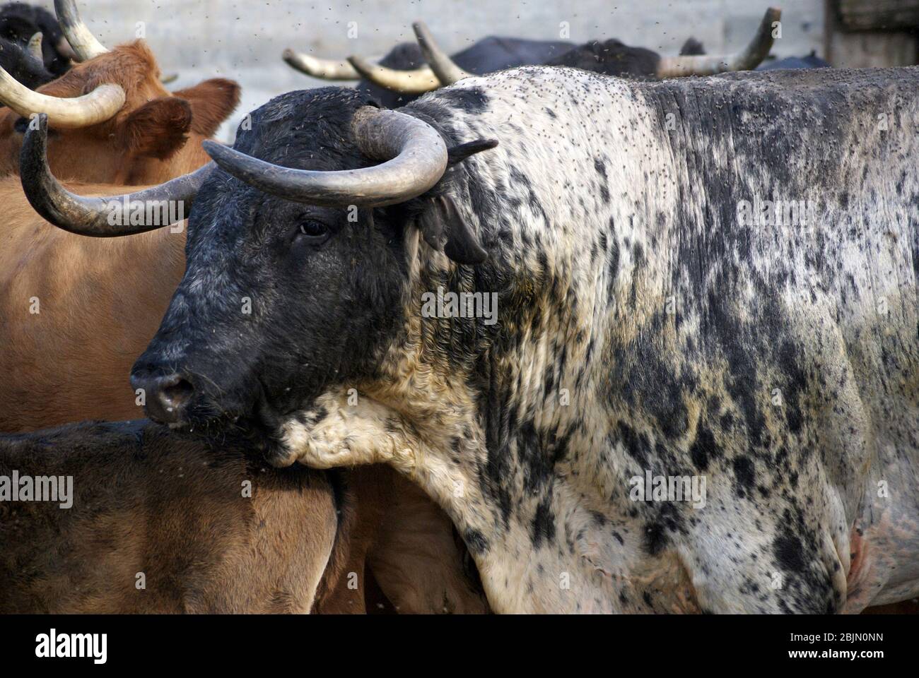 Powerful facial portrait of a Spanish brave bull stallion in Spain ...
