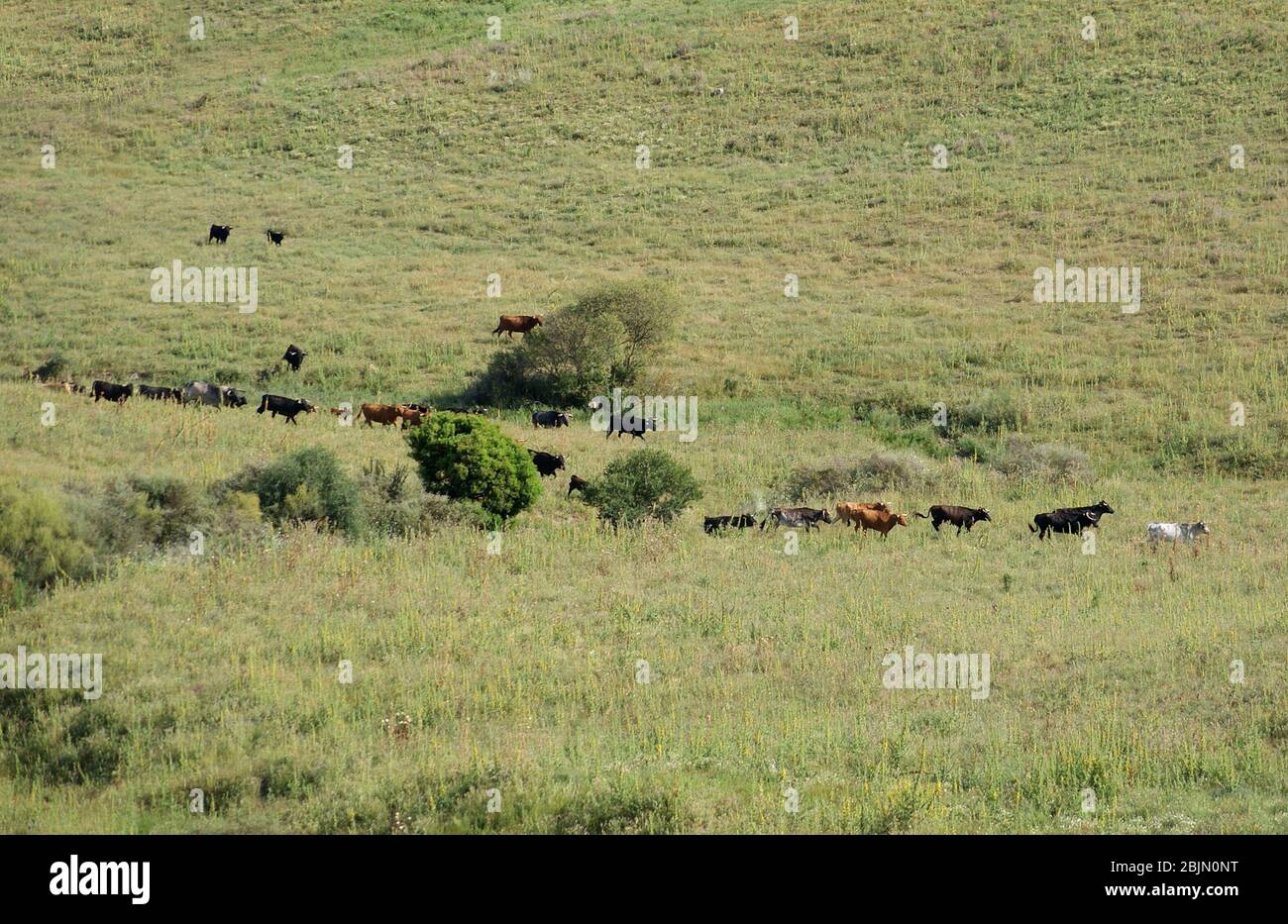 Group of Spanish wild cows moving through the field in freedom in Spain ...