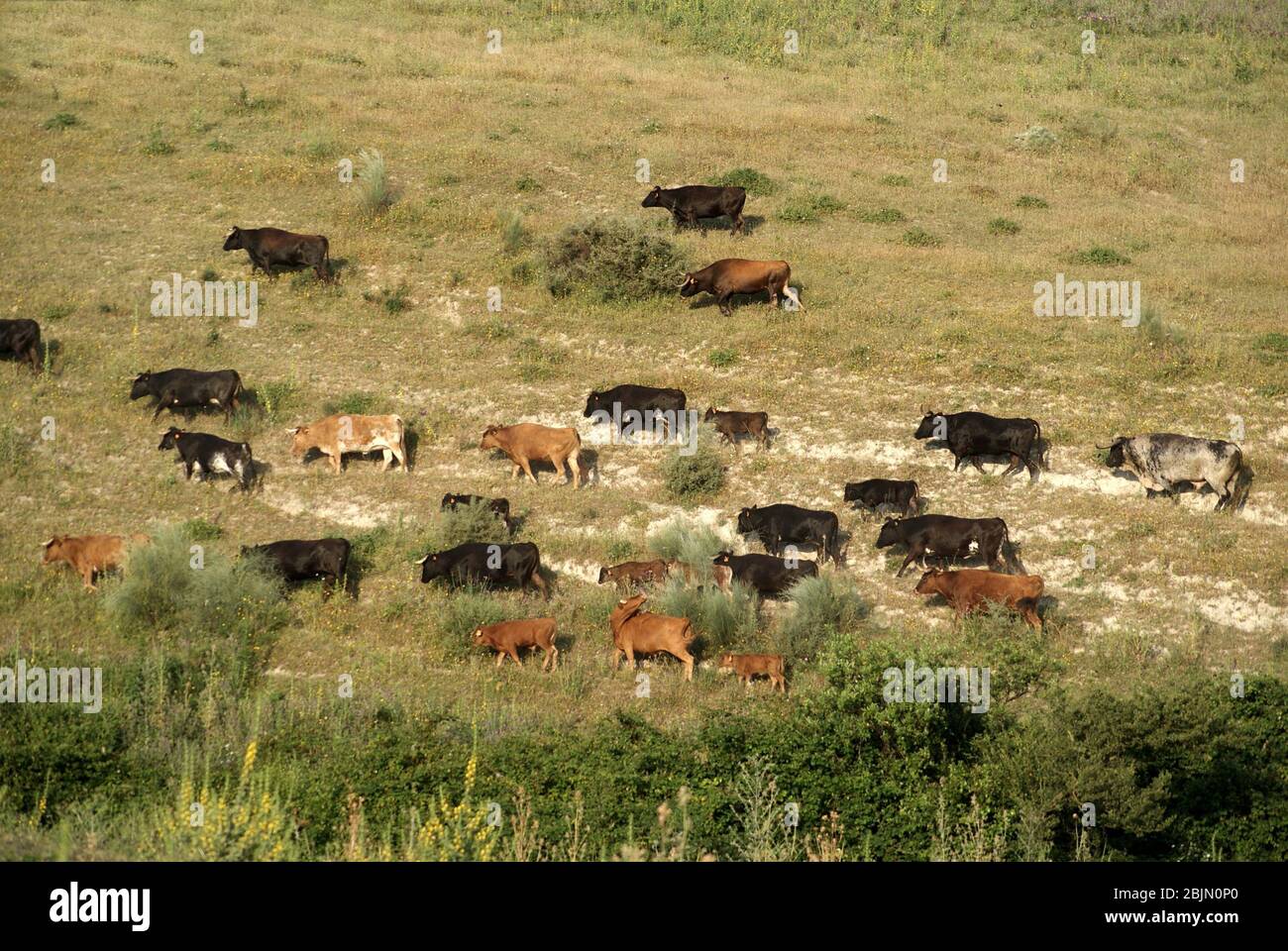Group of Spanish wild cows moving through the field in freedom in Spain ...