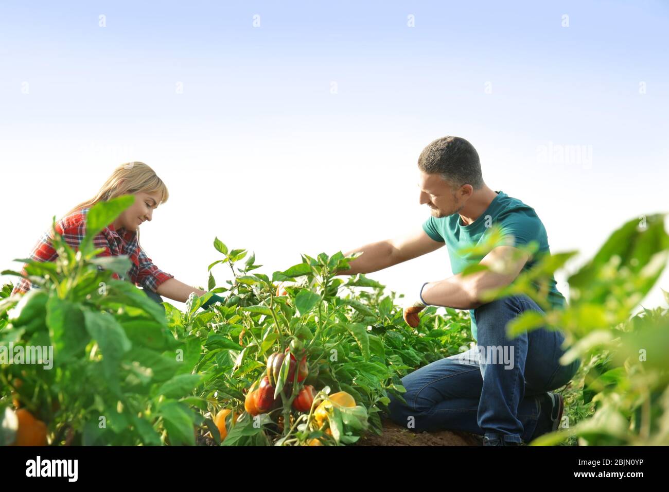 Two farmers working hi-res stock photography and images - Alamy