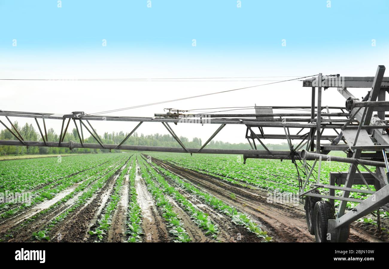 Irrigation in a cabbage field hi-res stock photography and images - Alamy