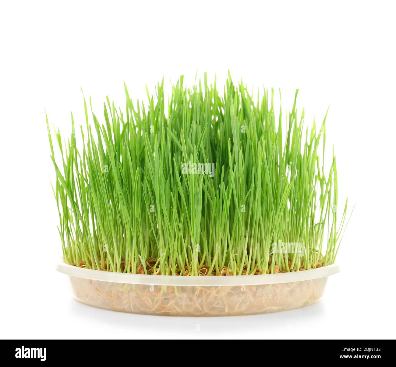 Healthy fresh wheat grass in container on white background Stock Photo ...