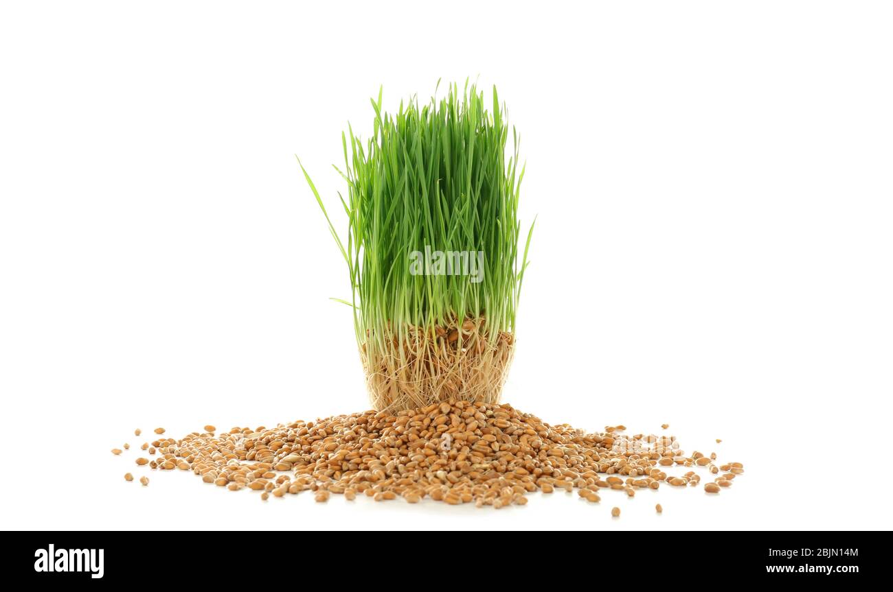 Healthy fresh wheat grass with roots and seeds on white background ...