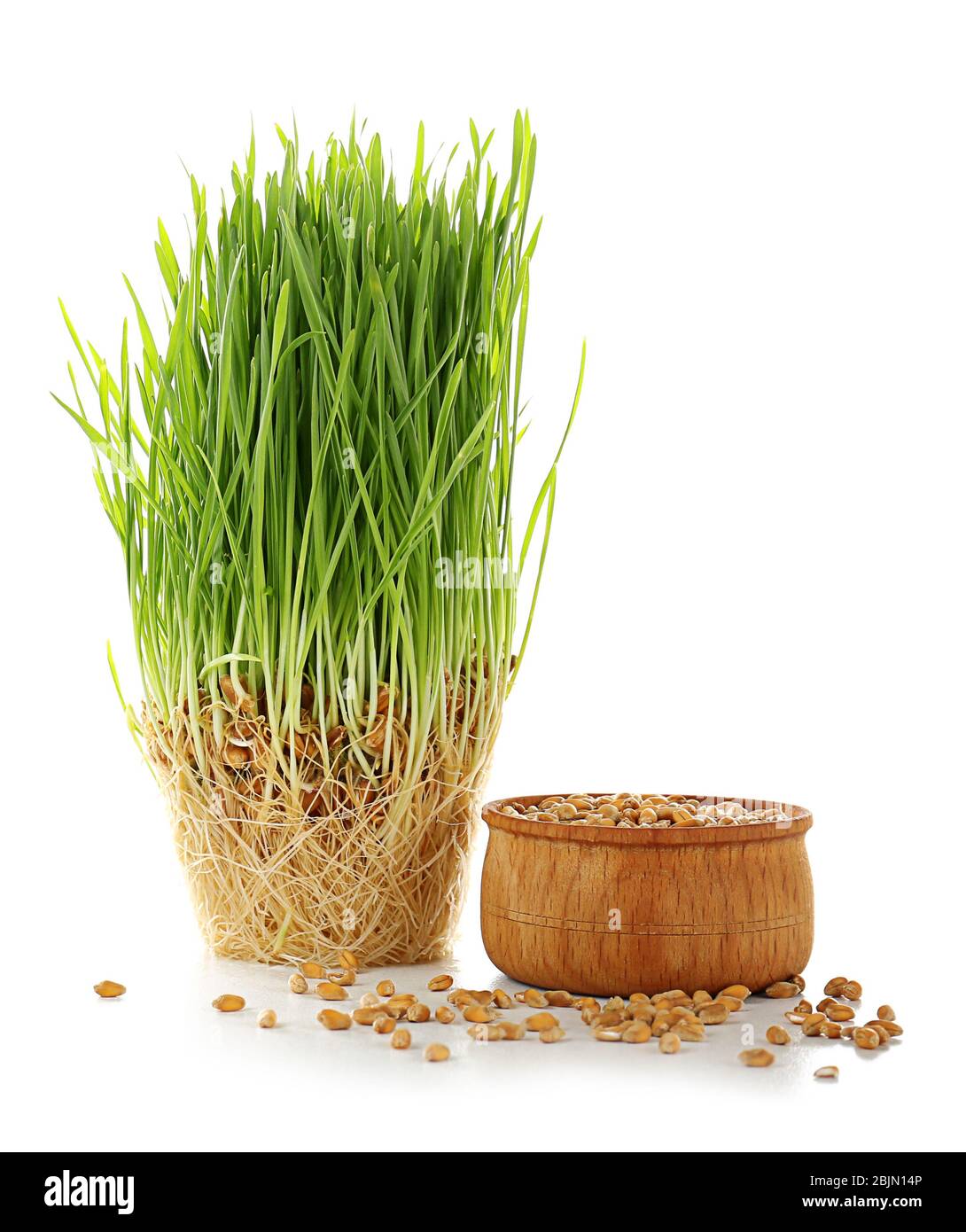 Healthy fresh wheat grass with roots and bowl of seeds on white ...