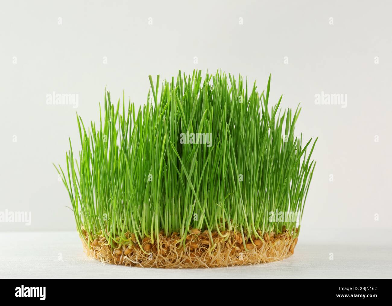 Healthy fresh wheat grass with roots on white background Stock Photo ...