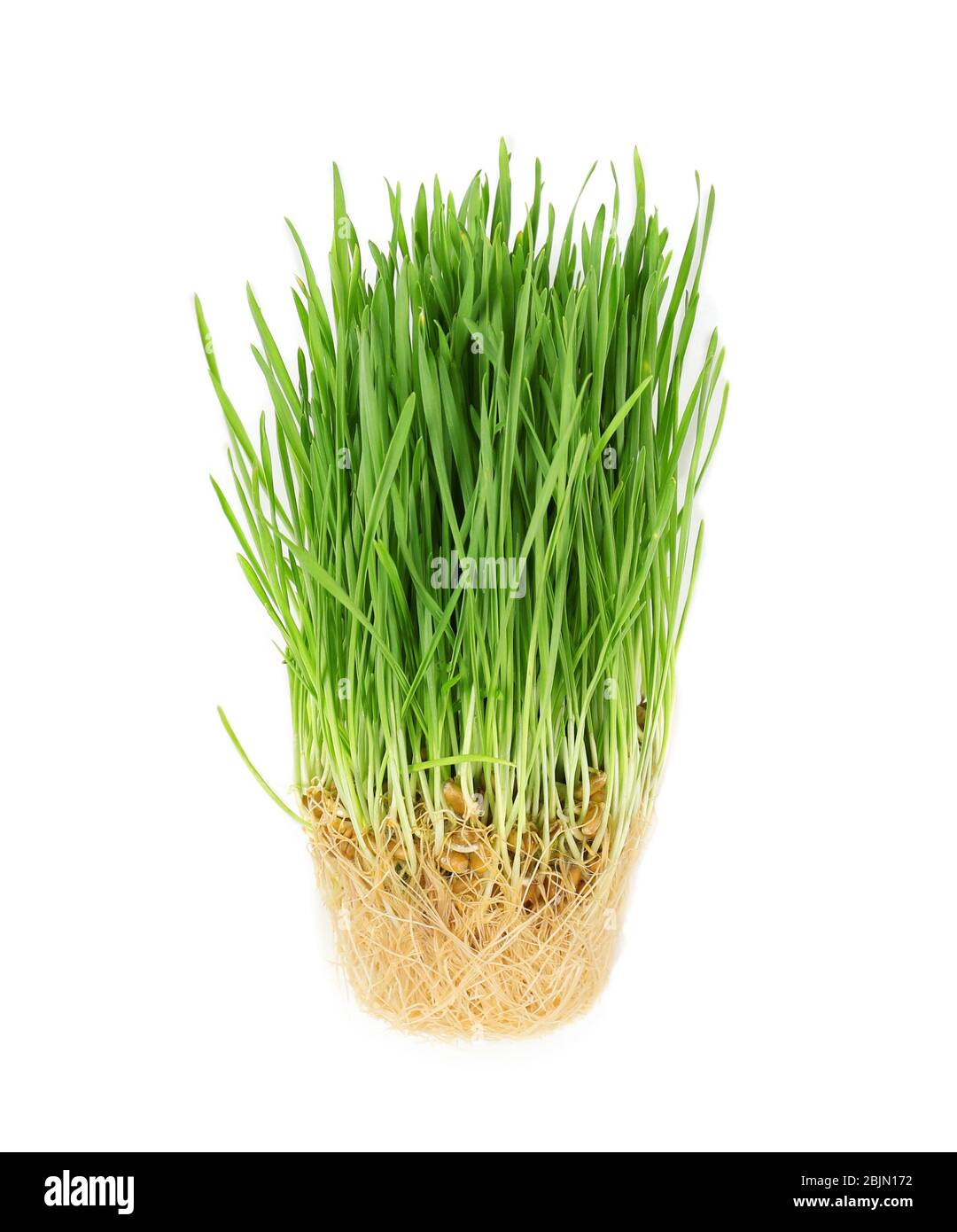 Wheat Plant Roots High Resolution Stock Photography and Images - Alamy