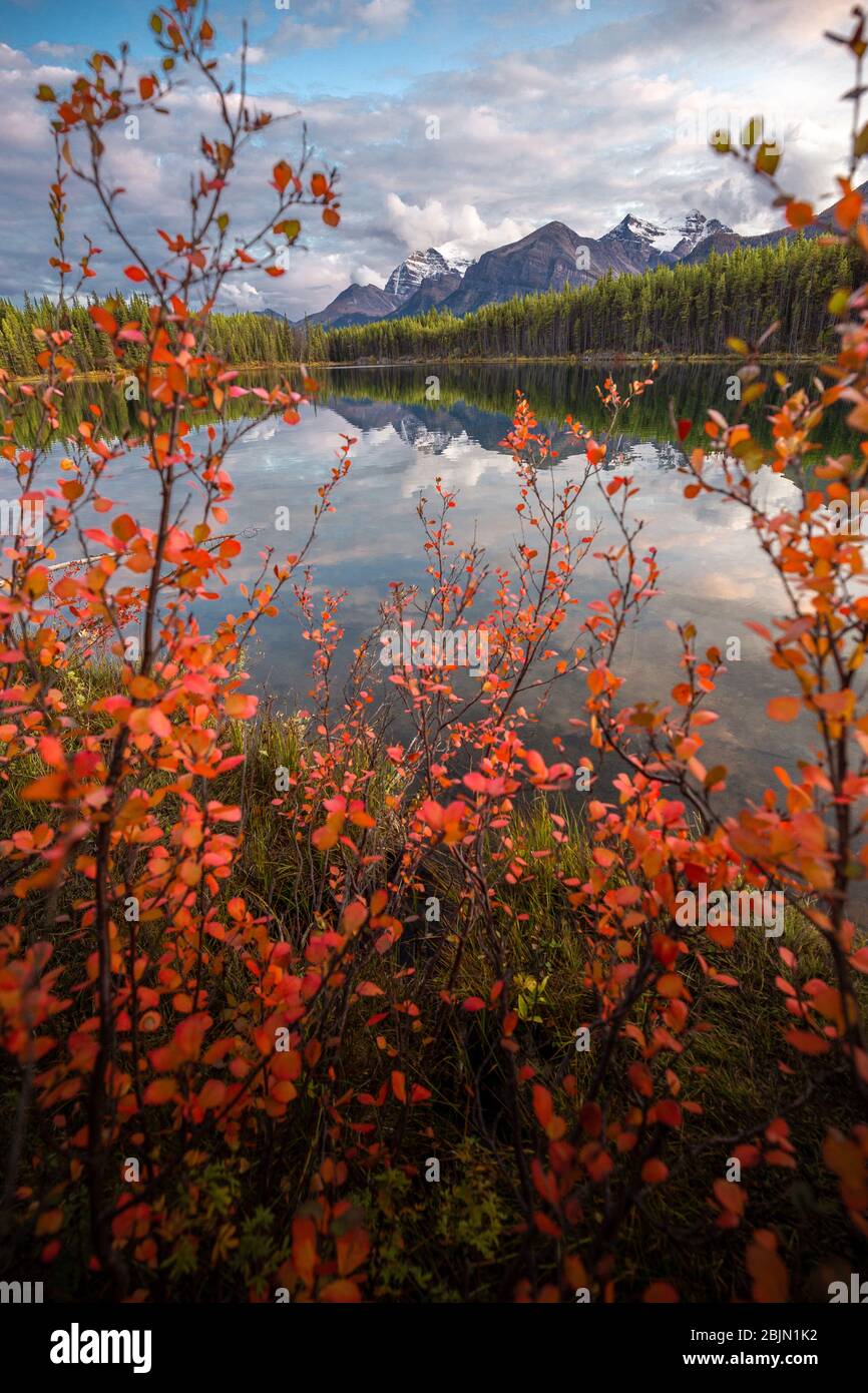 Red autumn leaves and mountain reflections at Herbert Lake, Banff ...