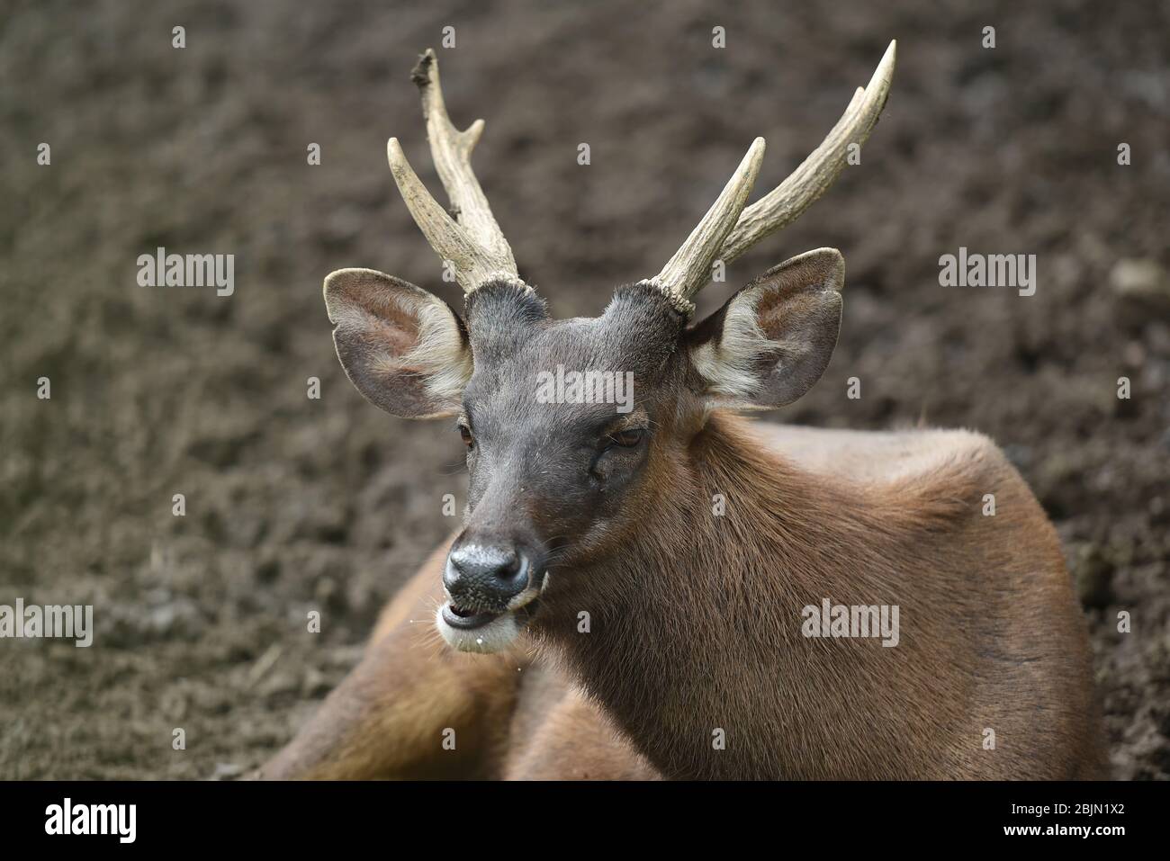 Deer with one antler hi-res stock photography and images - Alamy