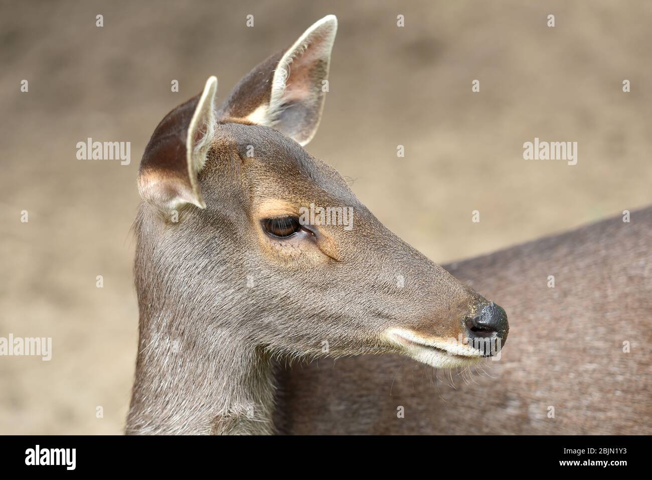 Female deer head hi-res stock photography and images - Alamy