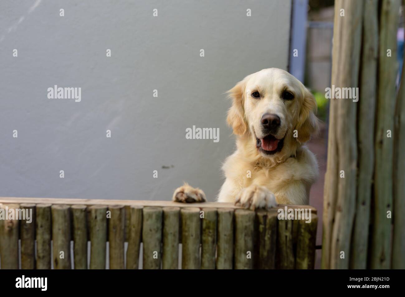 Labrador standing hi-res stock photography and images - Alamy