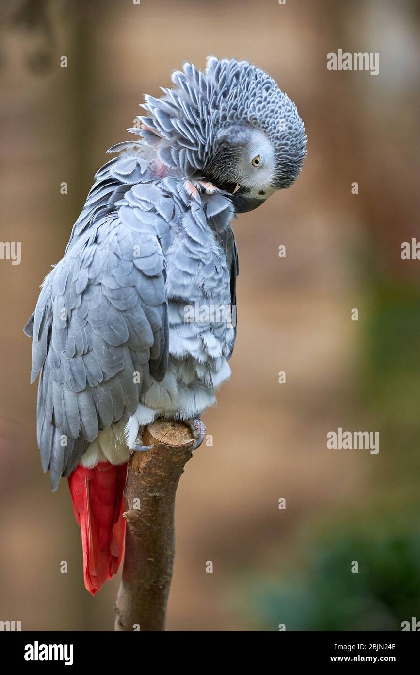 Grey parrot (Psittacus erithacus) Congo African grey parrot Stock Photo ...