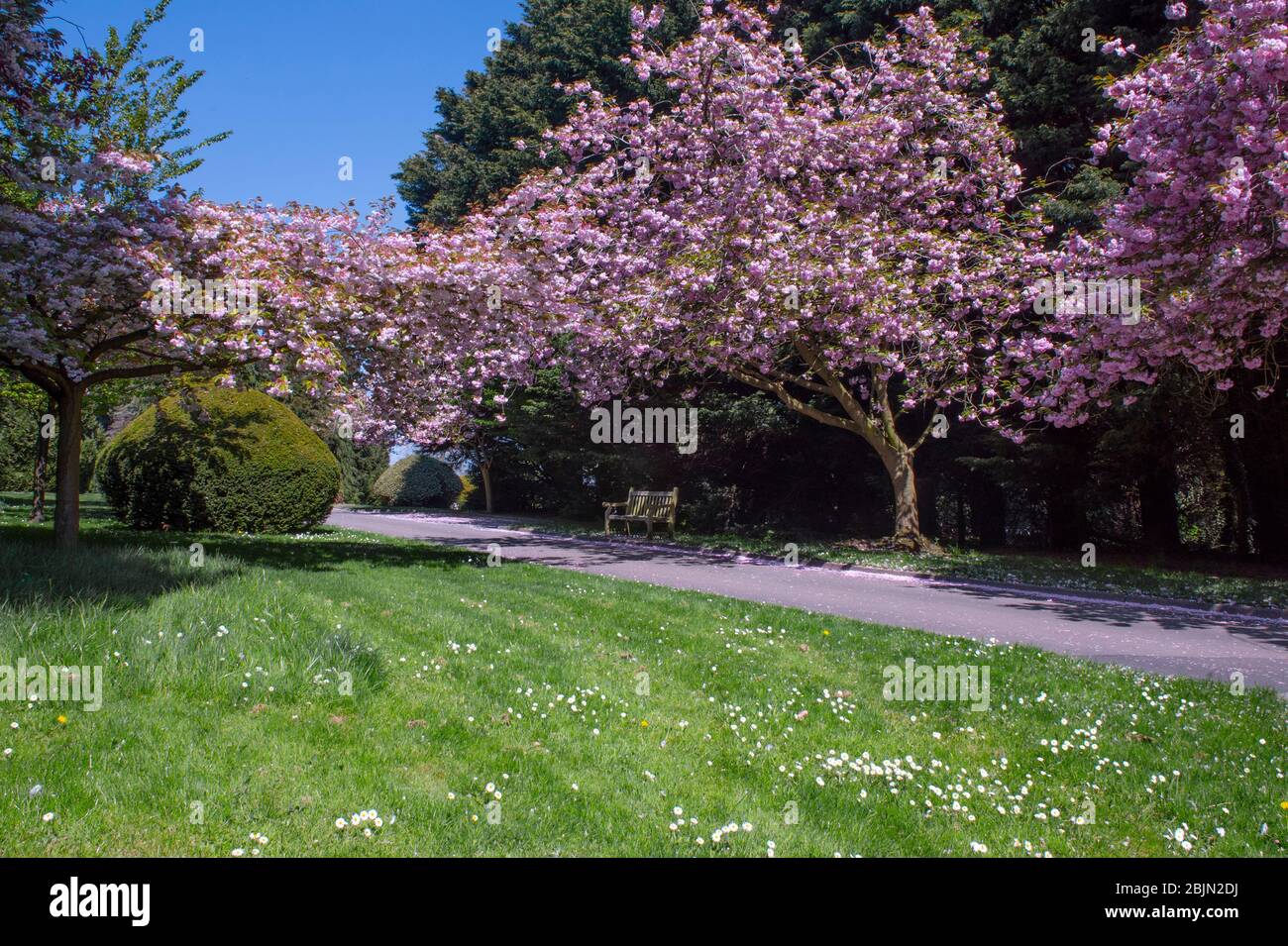 A single lane road in a park, with a beautiful tree full of pink ...