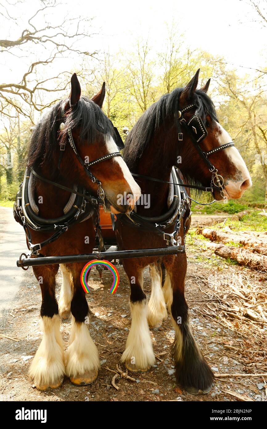 Shire horses pulling a carriage hi-res stock photography and images - Alamy