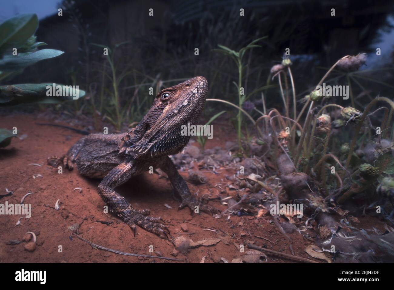 Lizard outback australia hi-res stock photography and images - Alamy