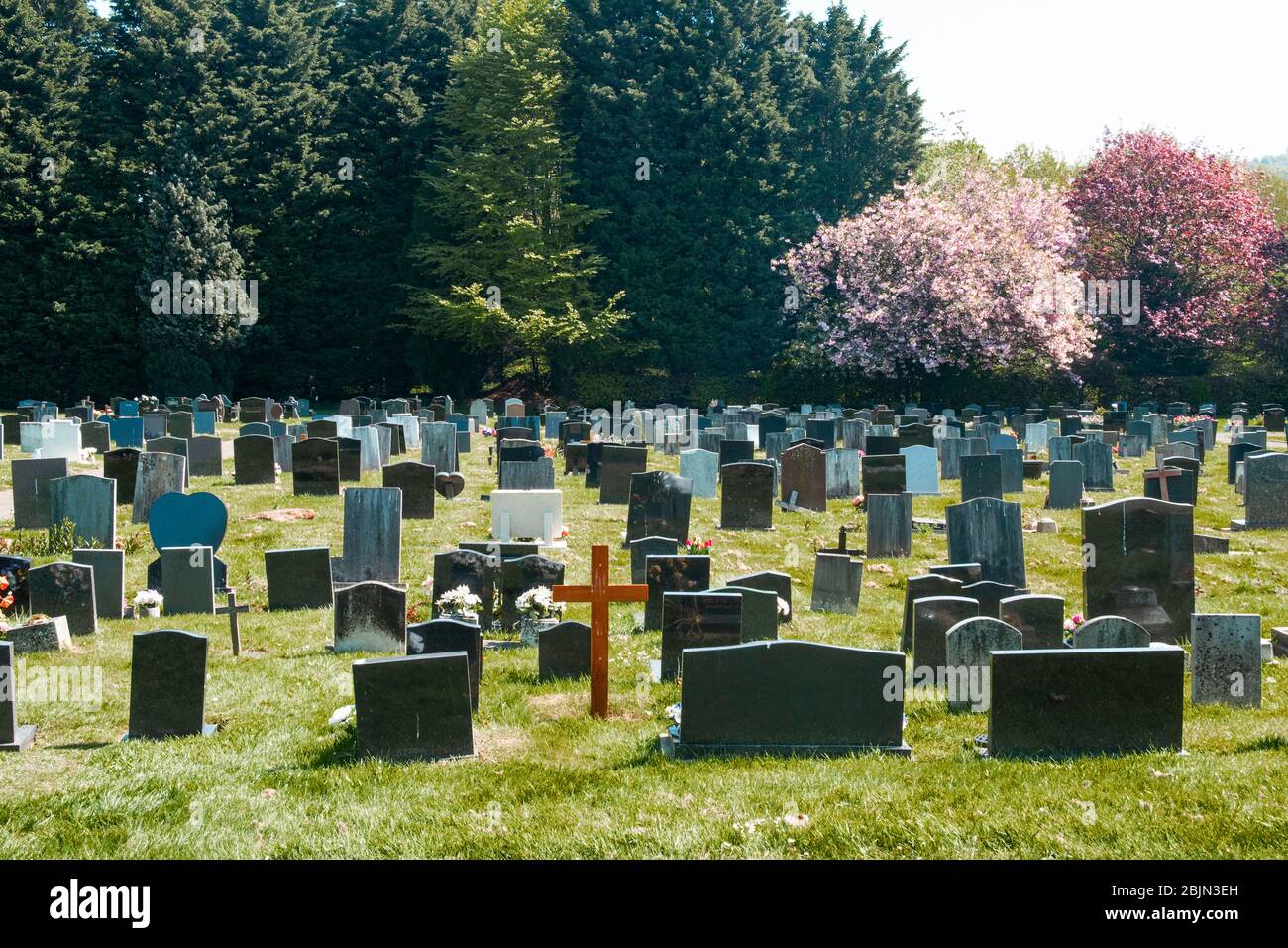 A Christian cemetery on a bright sunny day with trees in blossom and a ...