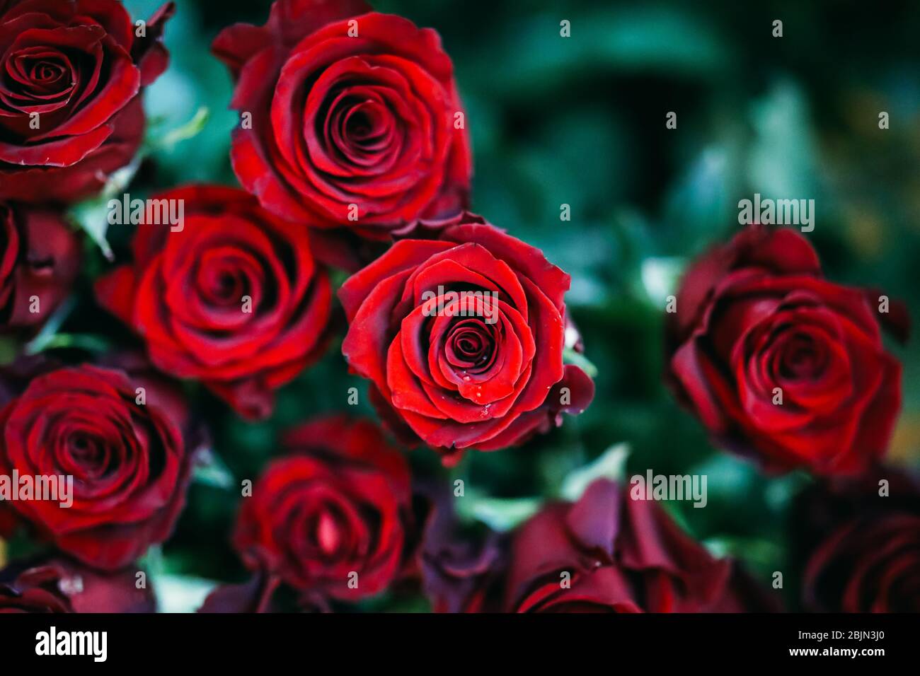 many red roses Stock Photo - Alamy