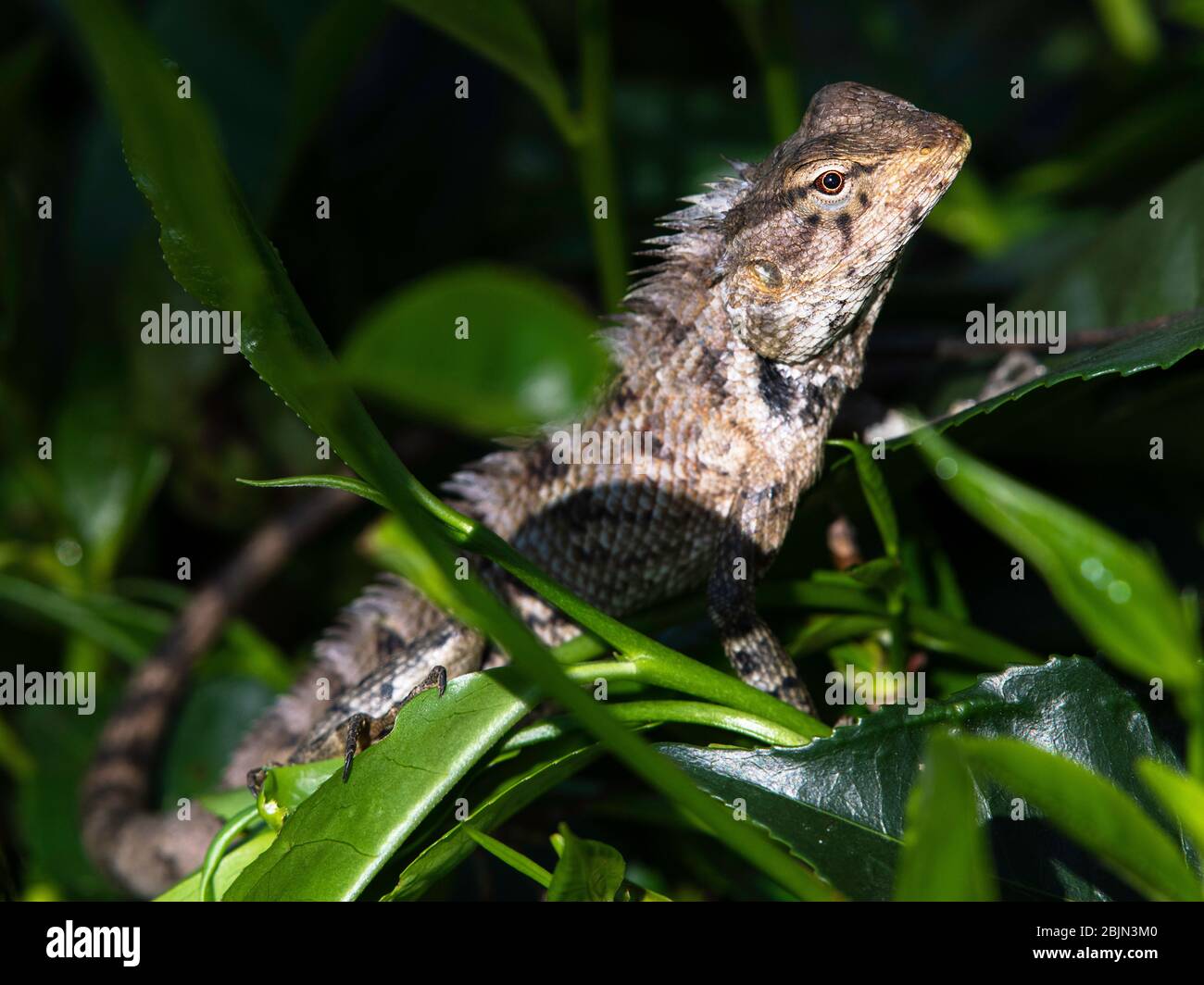 Jubata lizard hi-res stock photography and images - Alamy