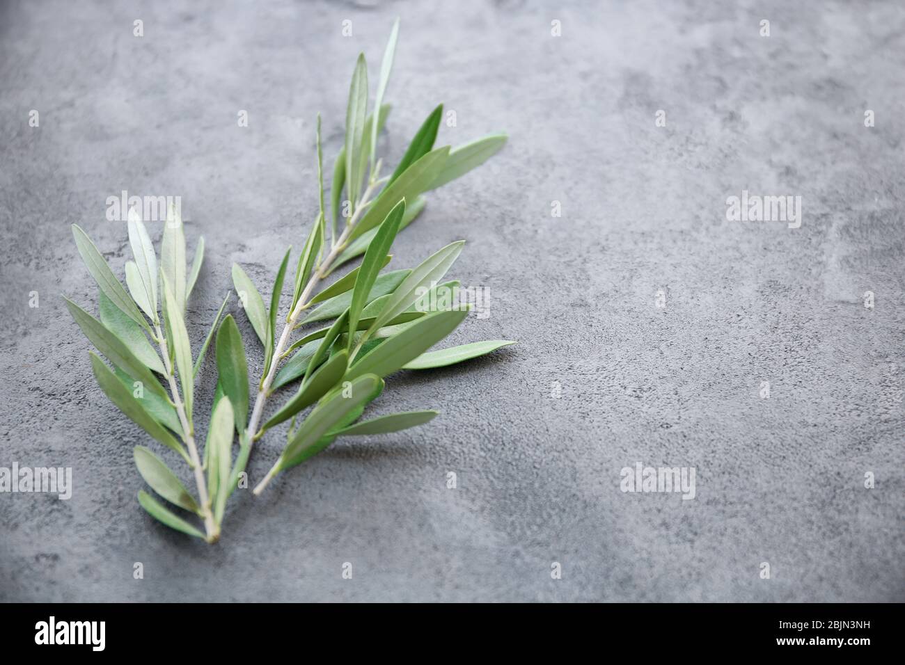 Green twigs on grey background Stock Photo - Alamy