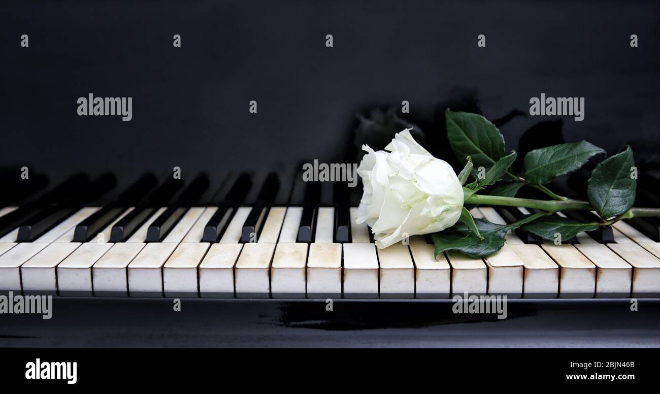 Piano keys rose flower hi-res stock photography and images - Alamy