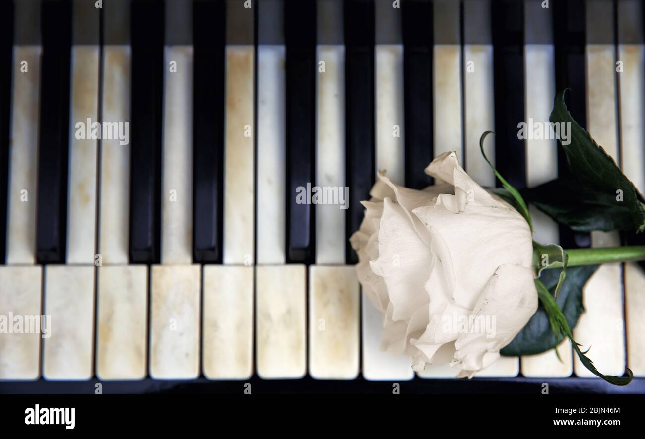 White rose and piano keys Stock Photo - Alamy