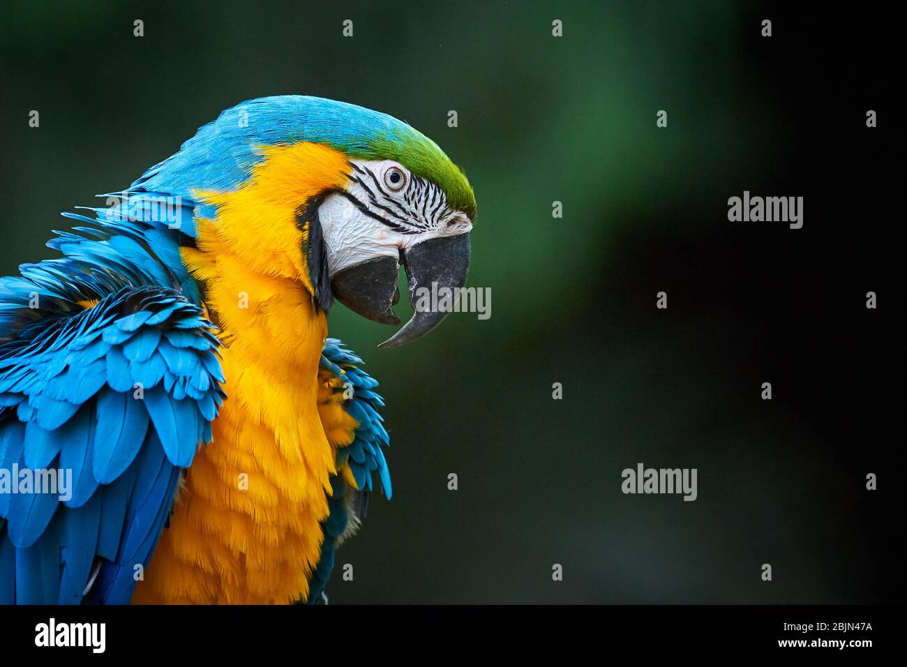 Blue-and-yellow macaw closeup (Ara ararauna), exotic bird Stock Photo - Alamy