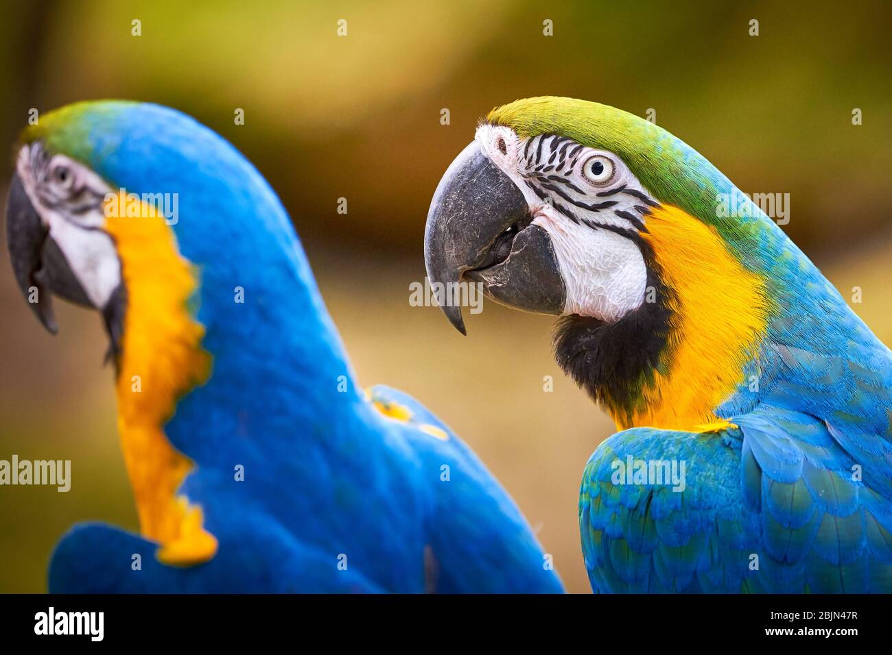 Two Blue-and-yellow macaw closeup (Ara ararauna), exotic birds Stock Photo - Alamy