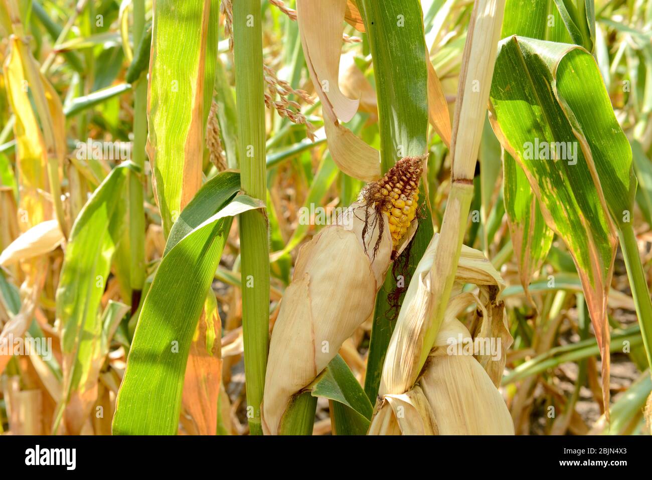 Ripe corn cob in hi-res stock photography and images - Alamy