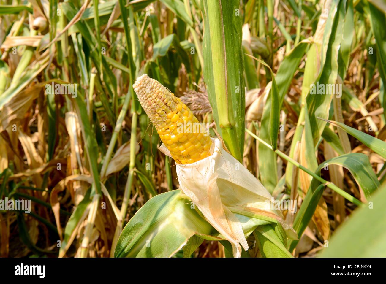 Ripe corn cob in field hi-res stock photography and images - Alamy