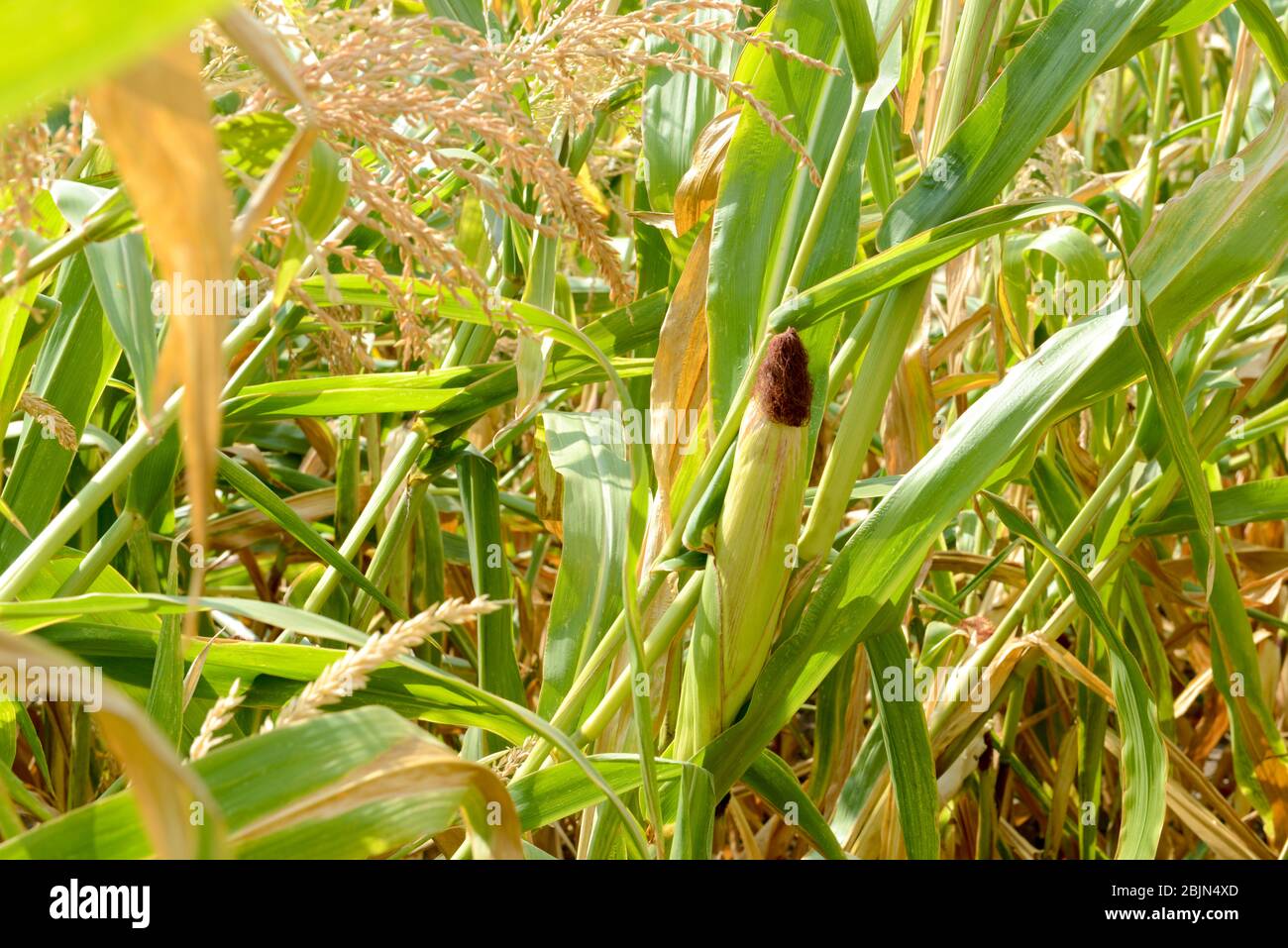 Ripe corn cob in field hi-res stock photography and images - Alamy