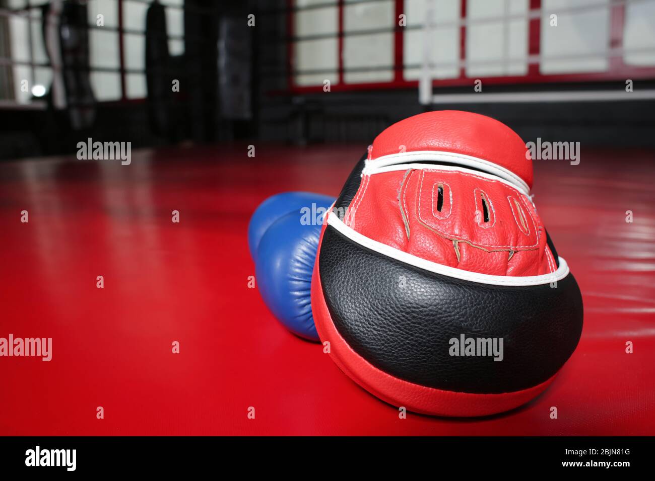 Boxing gloves and paw on ring in gym Stock Photo - Alamy