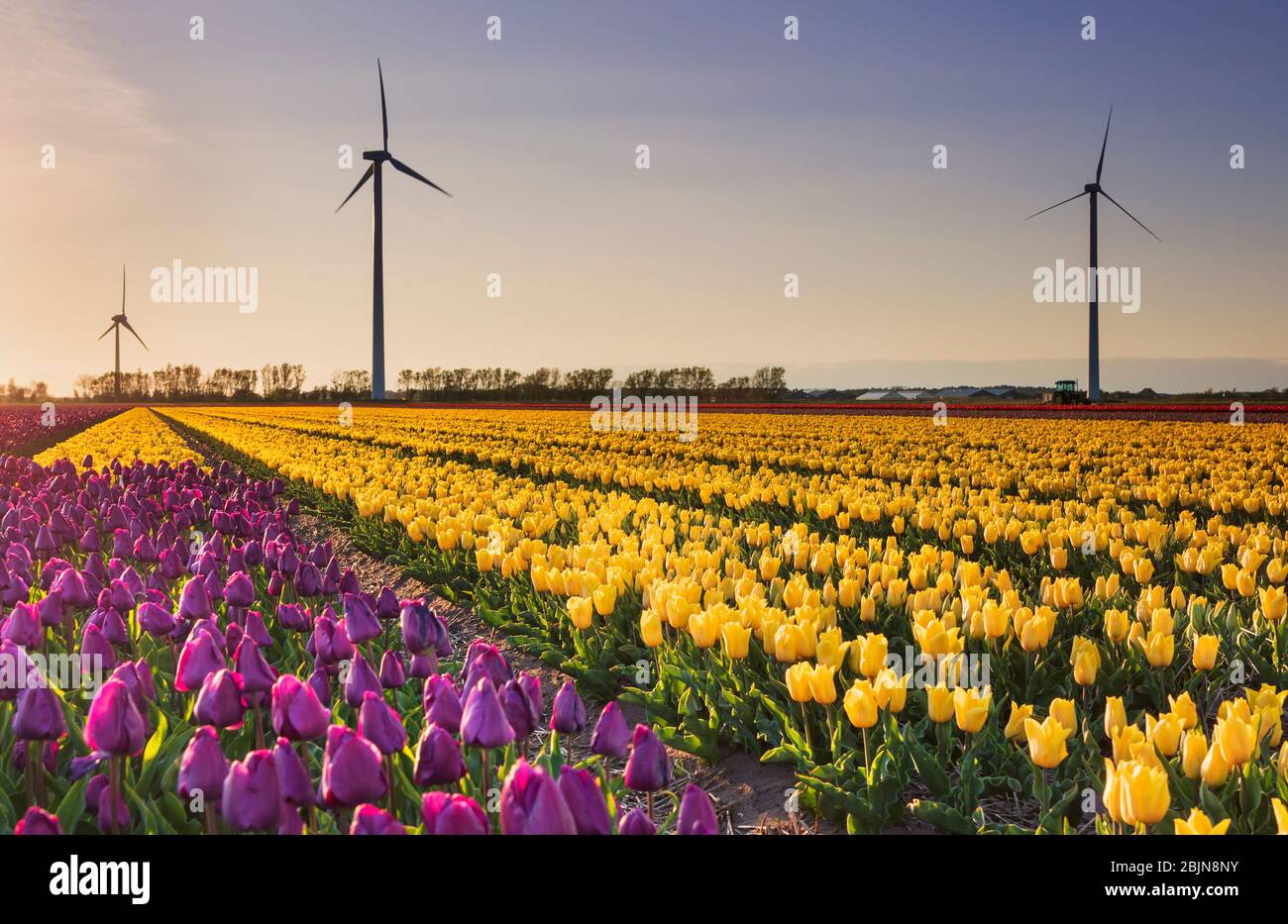 Row pink tulips wind turbine hi-res stock photography and images - Alamy