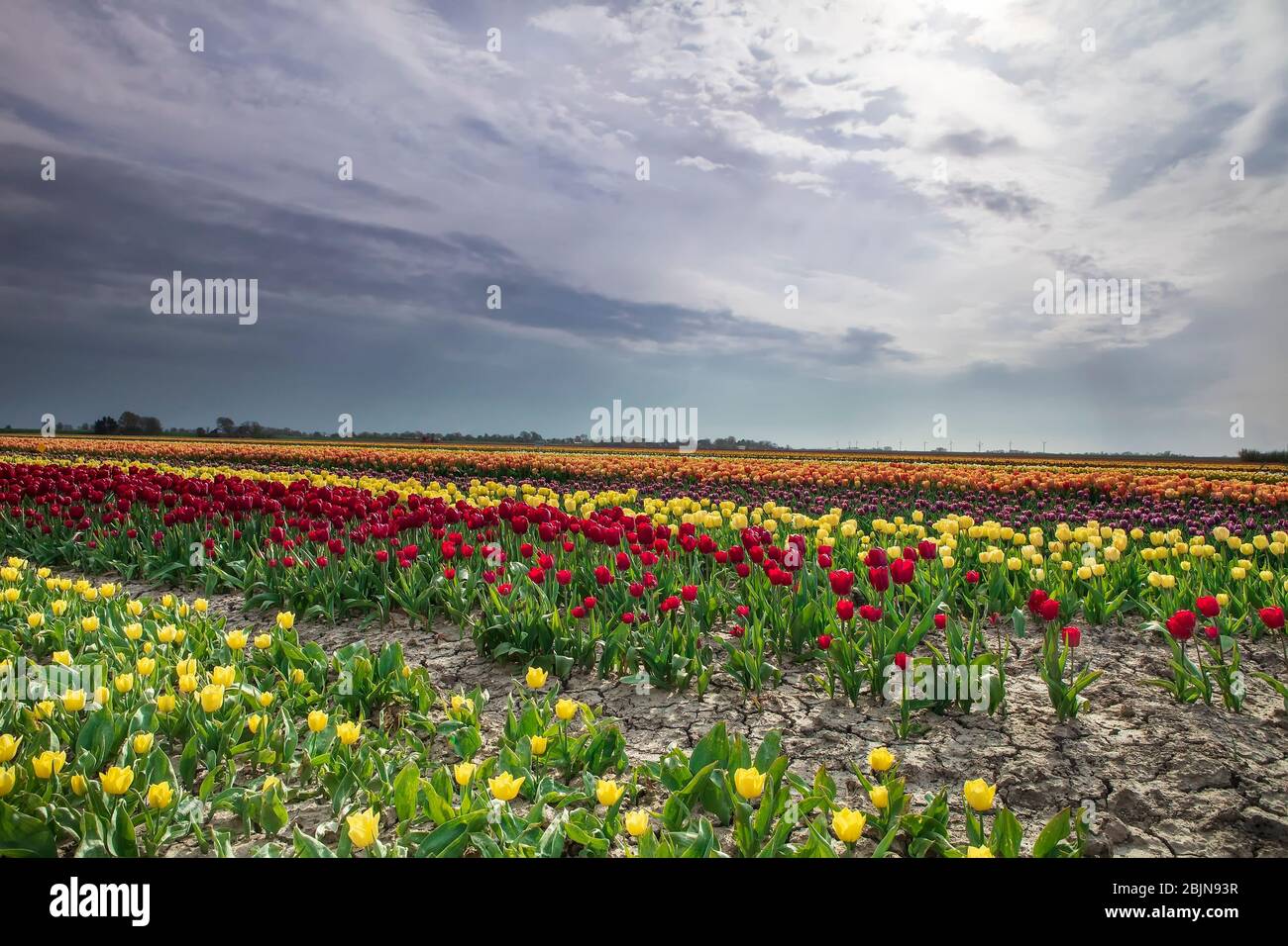 colorful tulip rows on Dutch farmland, Holland Stock Photo - Alamy
