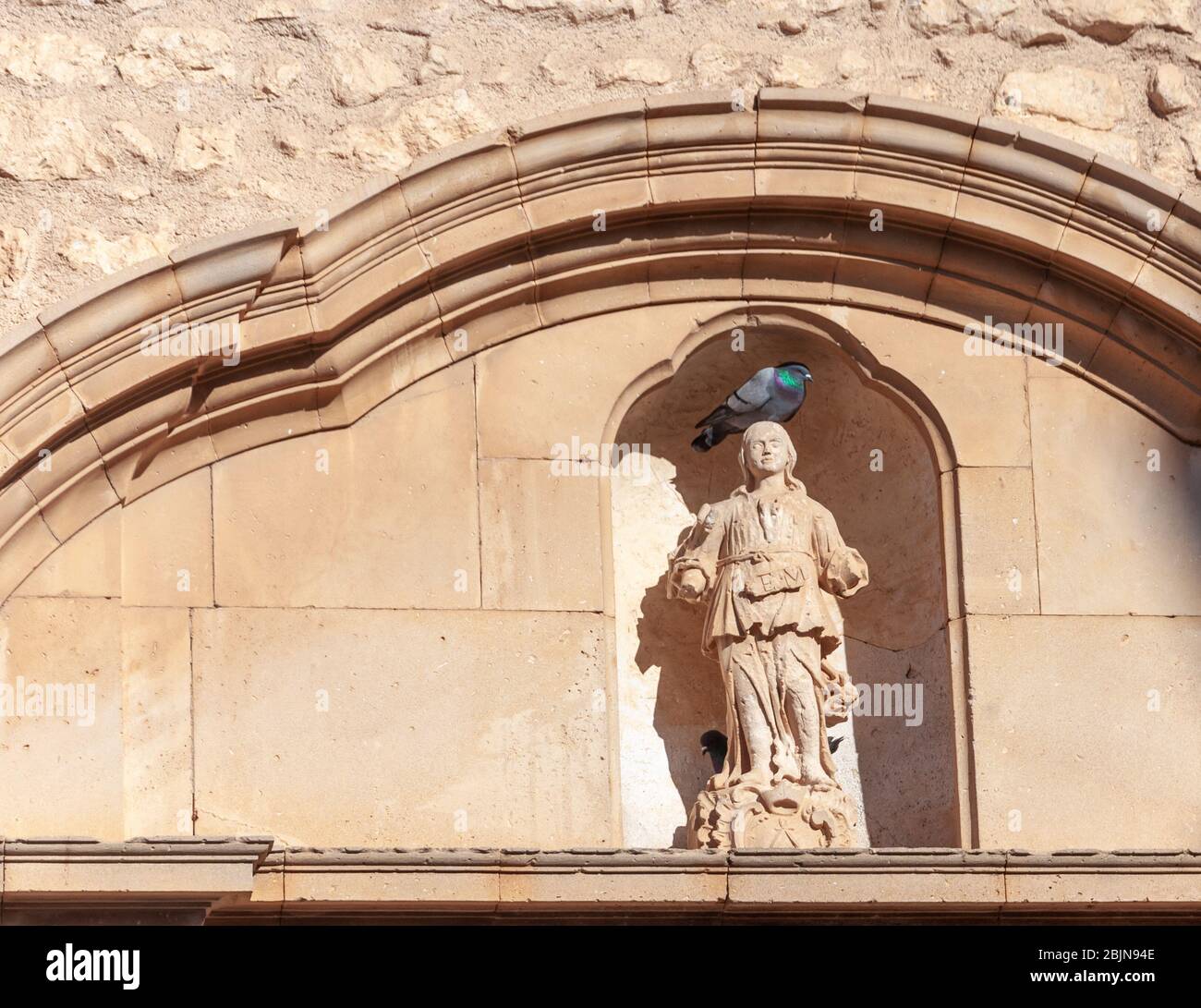 Pigeons street light animal wildlife hi-res stock photography and ...