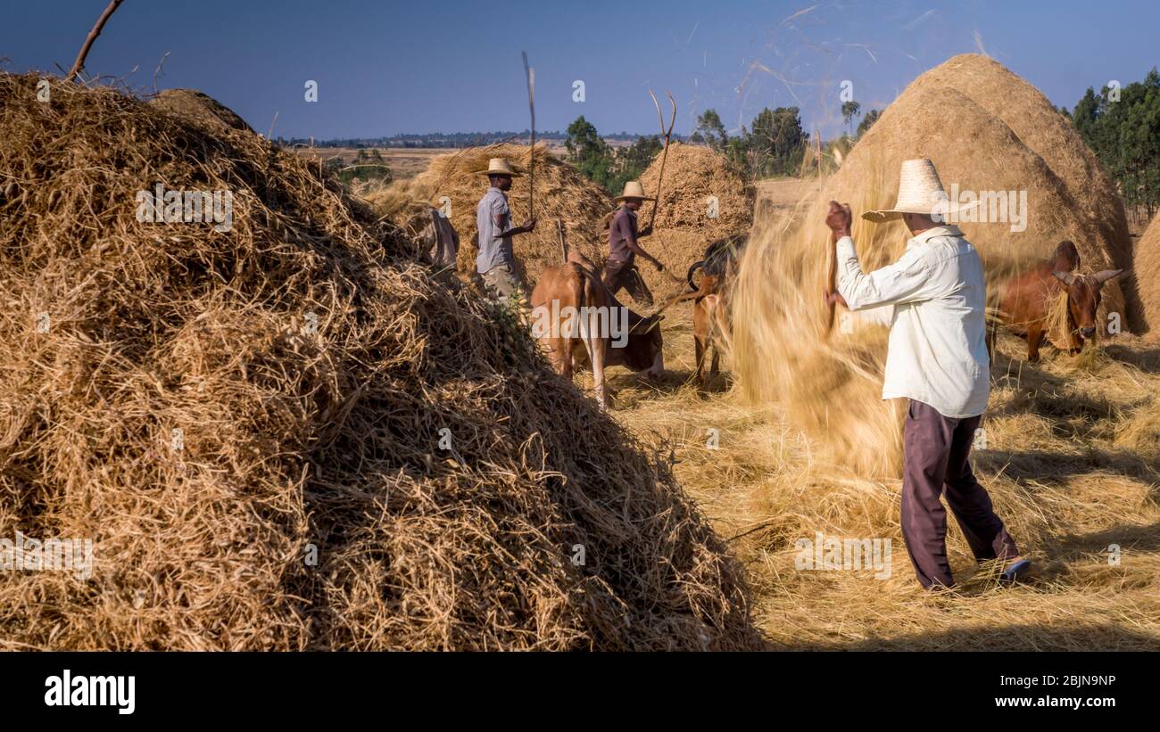 Treshing hay south africa hi-res stock photography and images - Alamy
