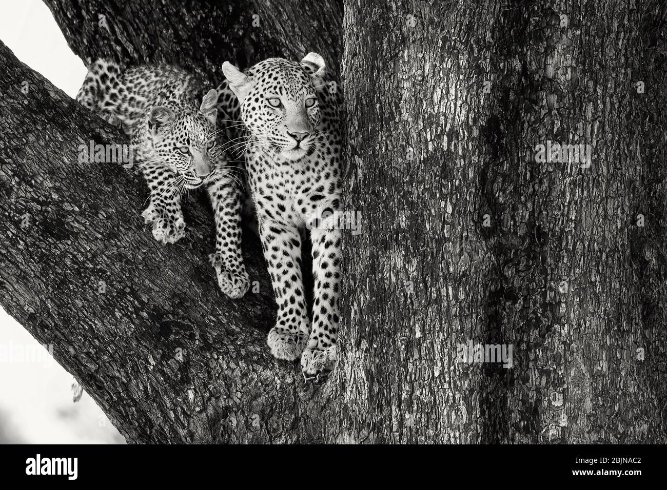 Black leopard tree hi-res stock photography and images - Alamy