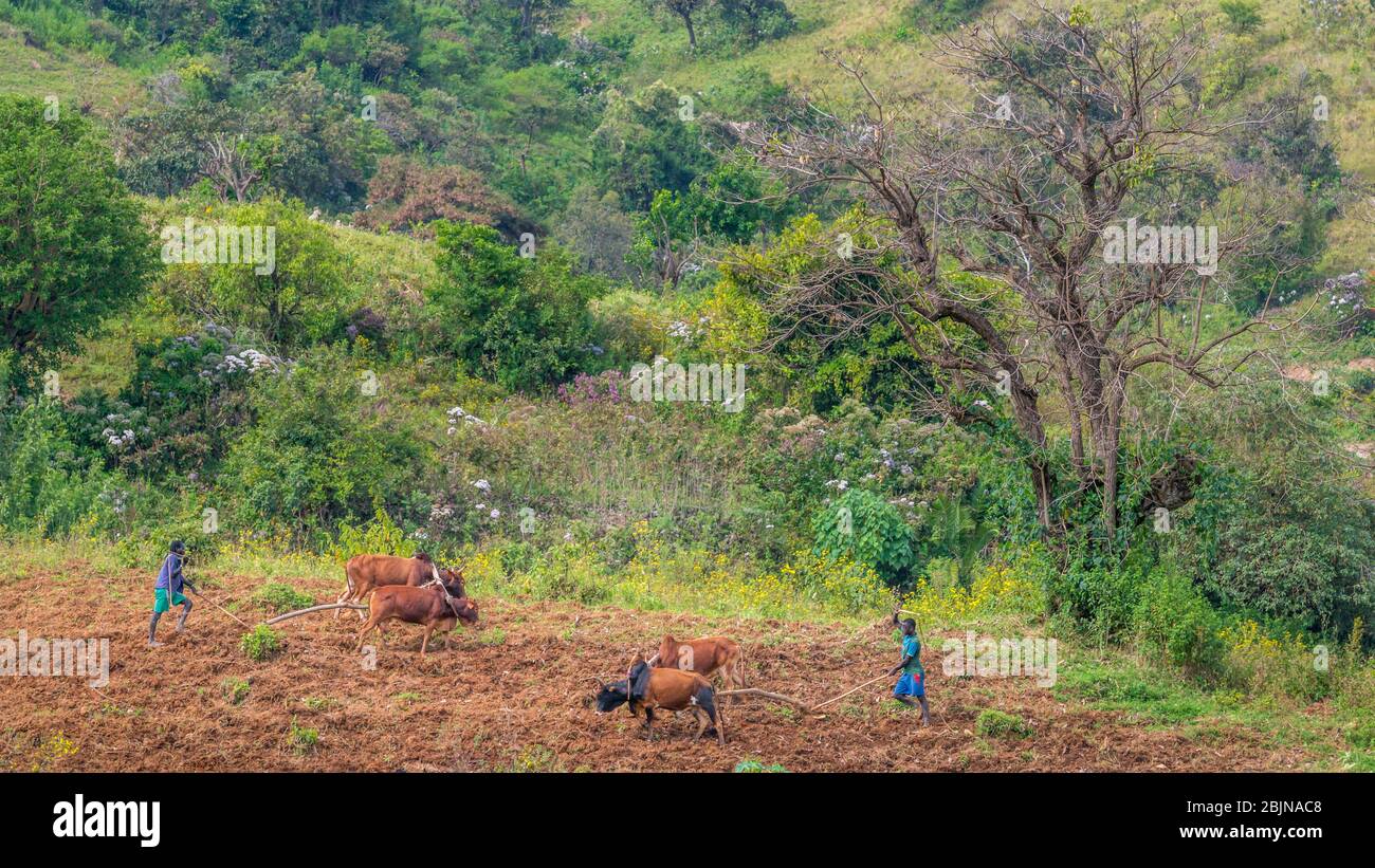 Image taken during a trip to Southern Ethiopia, Omo valley, Ari village ...