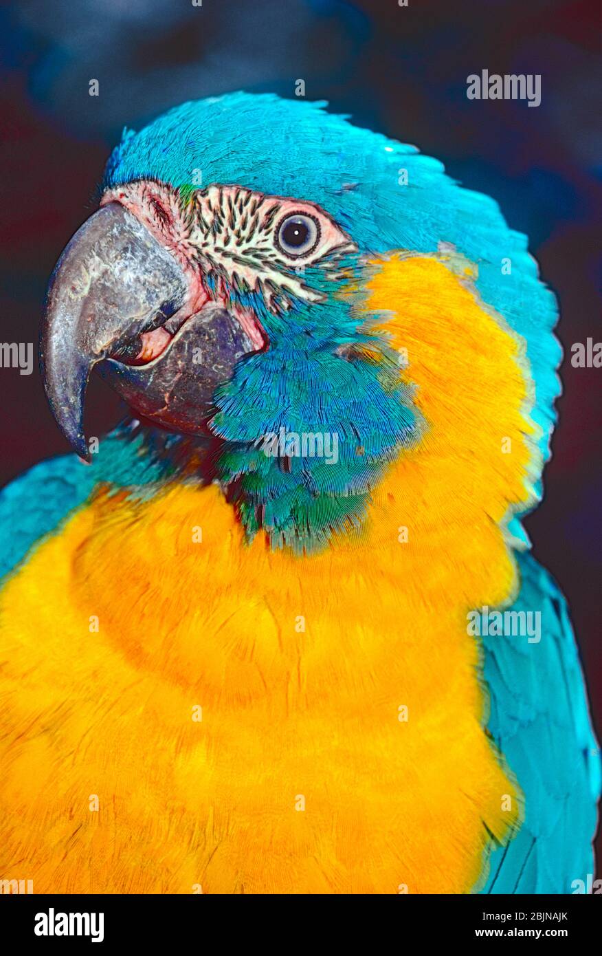 Blue-throated Macaw, (Ara glaucogularis,) from Bolivia. Critically ...