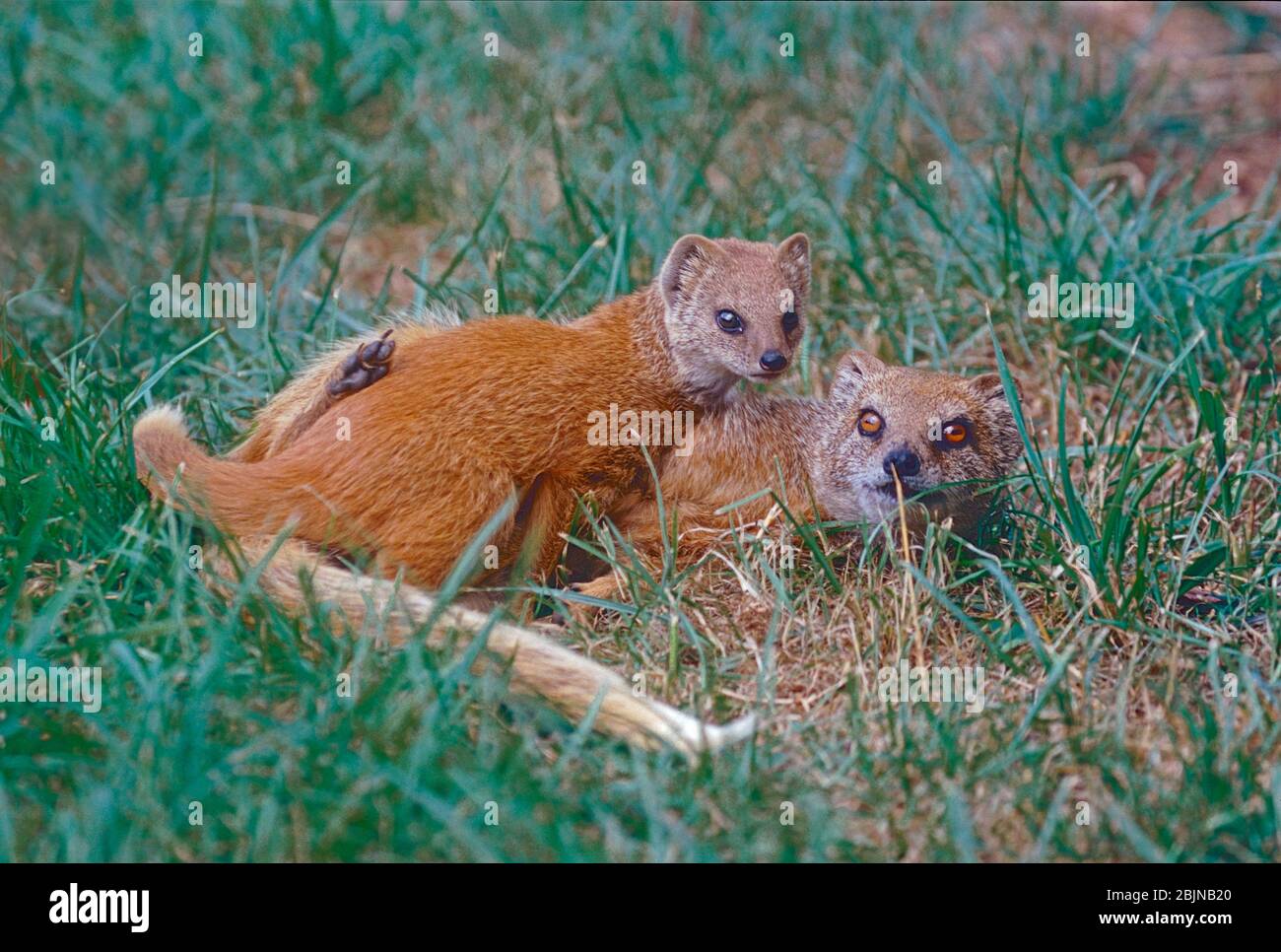 Female and young Yellow Mongoose, (Cynictis penicillata,) from Southern ...