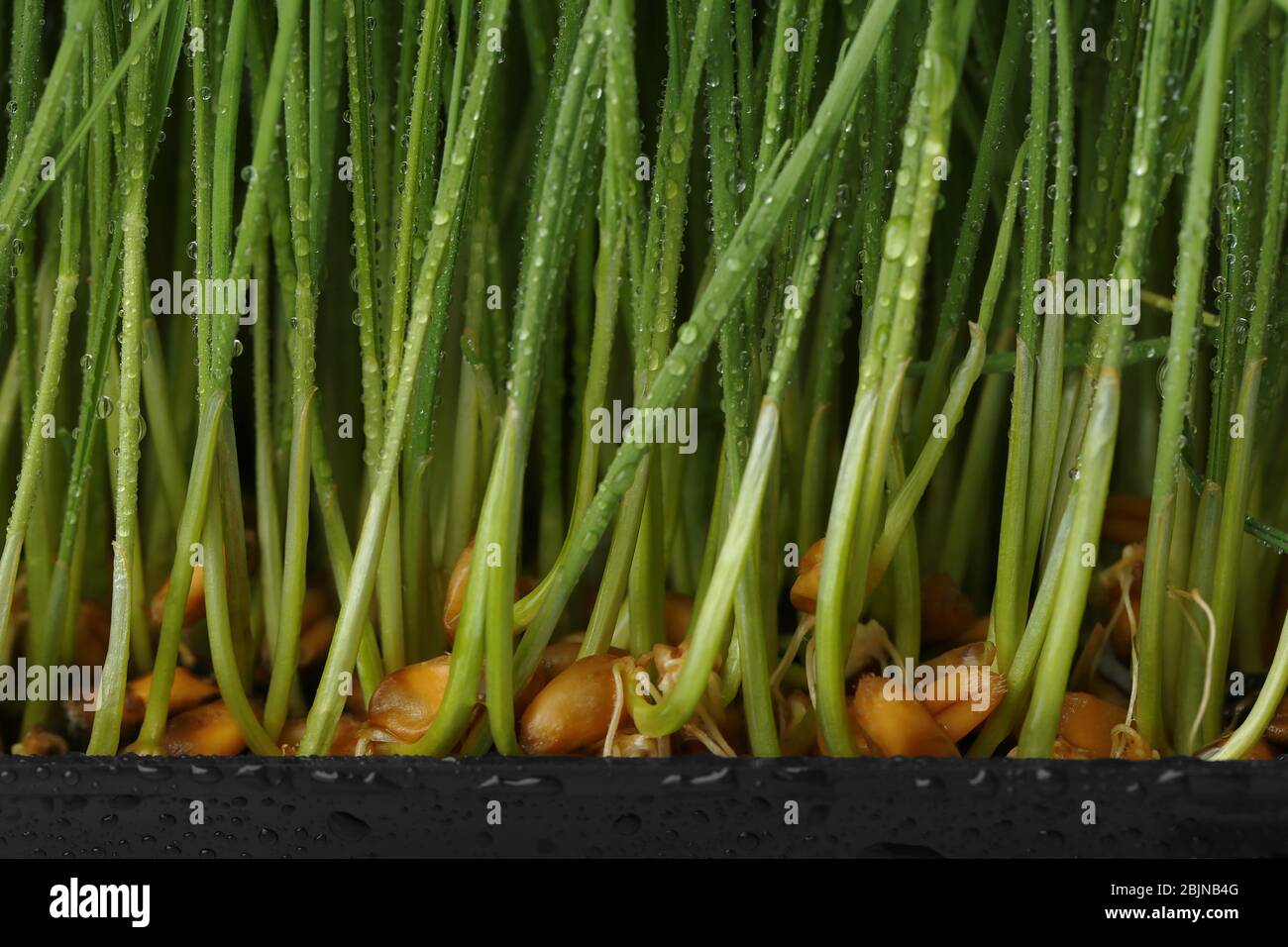 Health benefits of wheat hi-res stock photography and images - Alamy