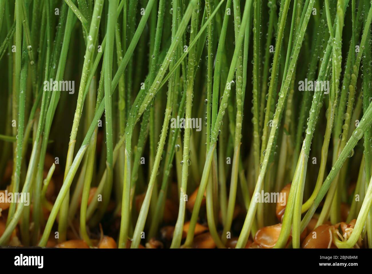 Health benefits of wheat hi-res stock photography and images - Alamy