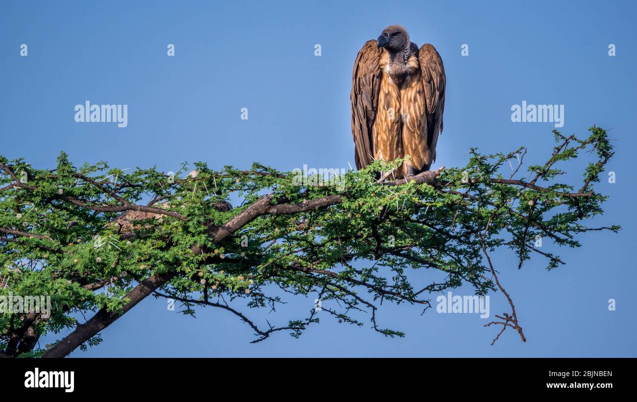 Image taken during a trip to Southern Ethiopia, Omo valley, white ...