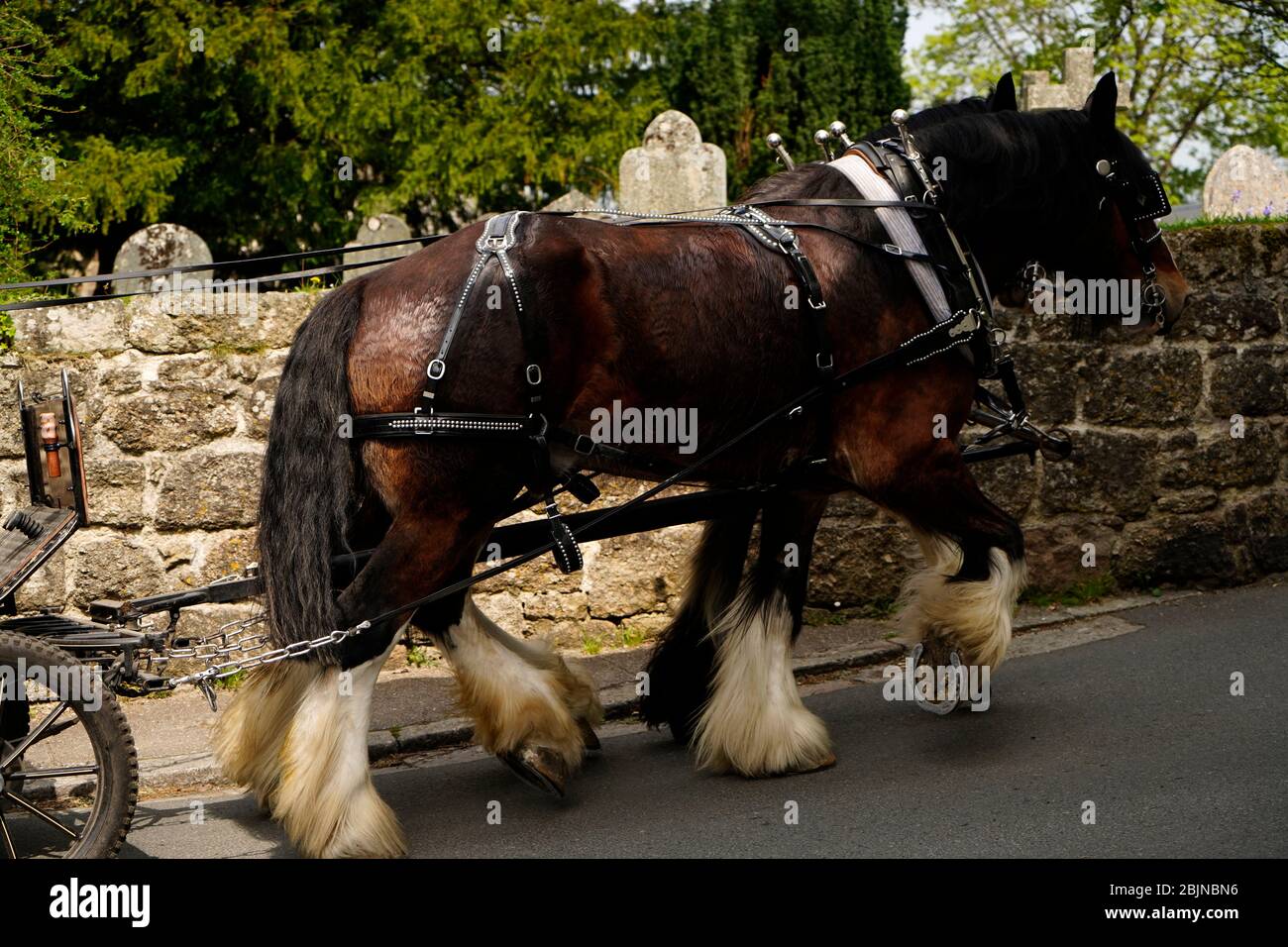 Traditional Shire horses & carriage delivering shopping to a local ...