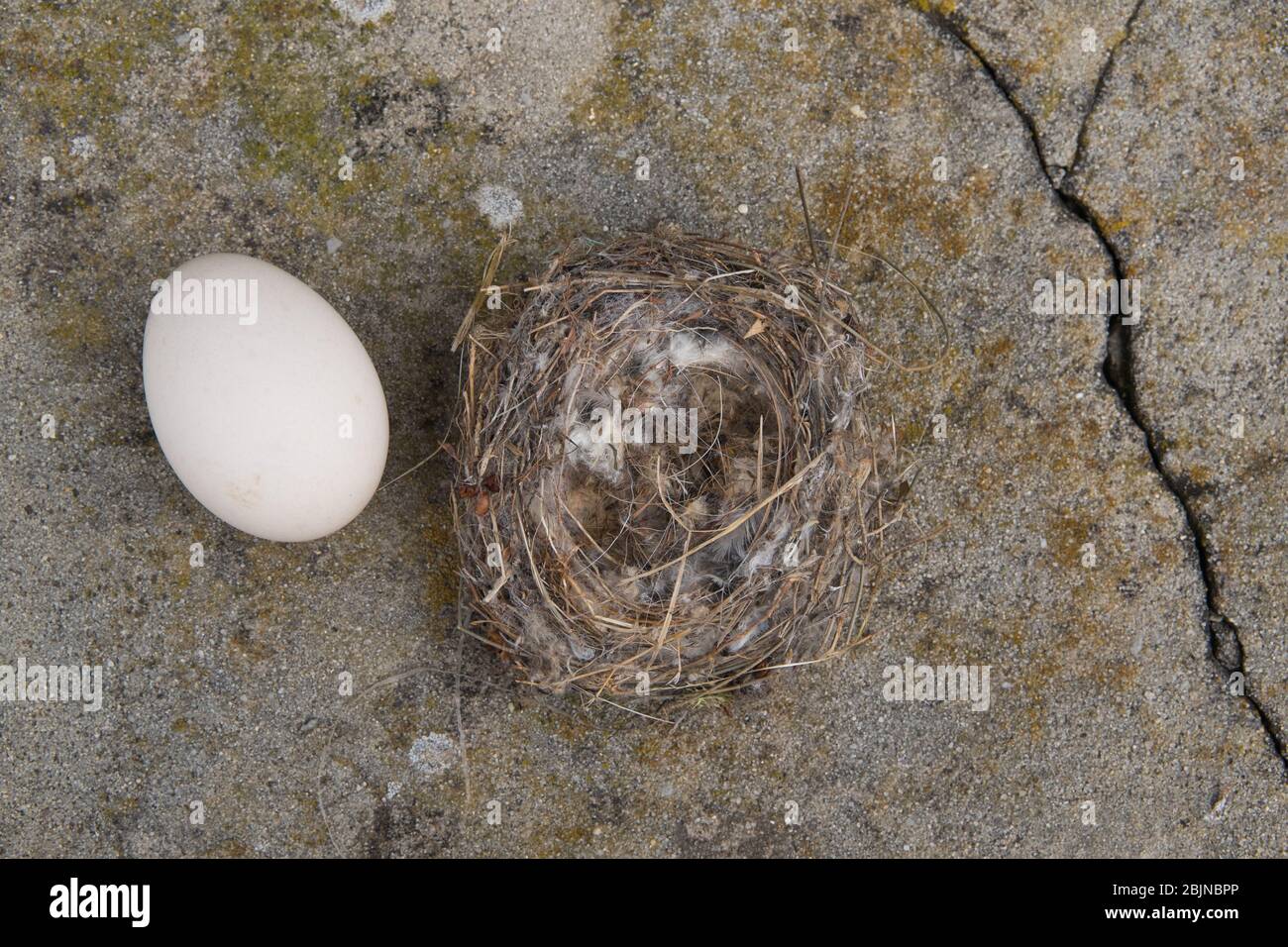 Beautiful bird nest with egg Stock Photo - Alamy