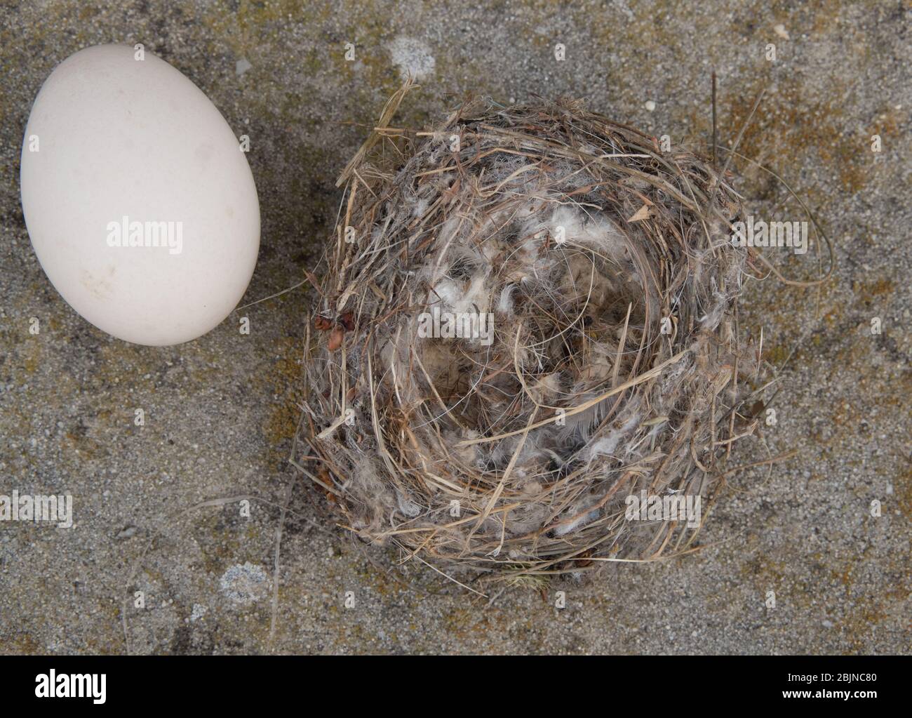 Beautiful bird nest with egg Stock Photo - Alamy