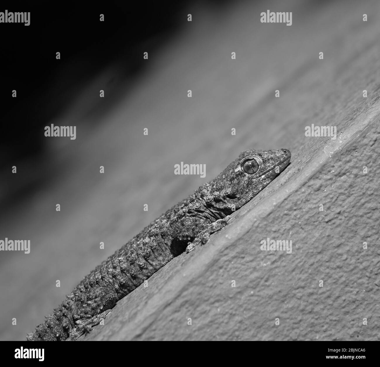 Common wall gecko Black and White Stock Photos & Images - Alamy