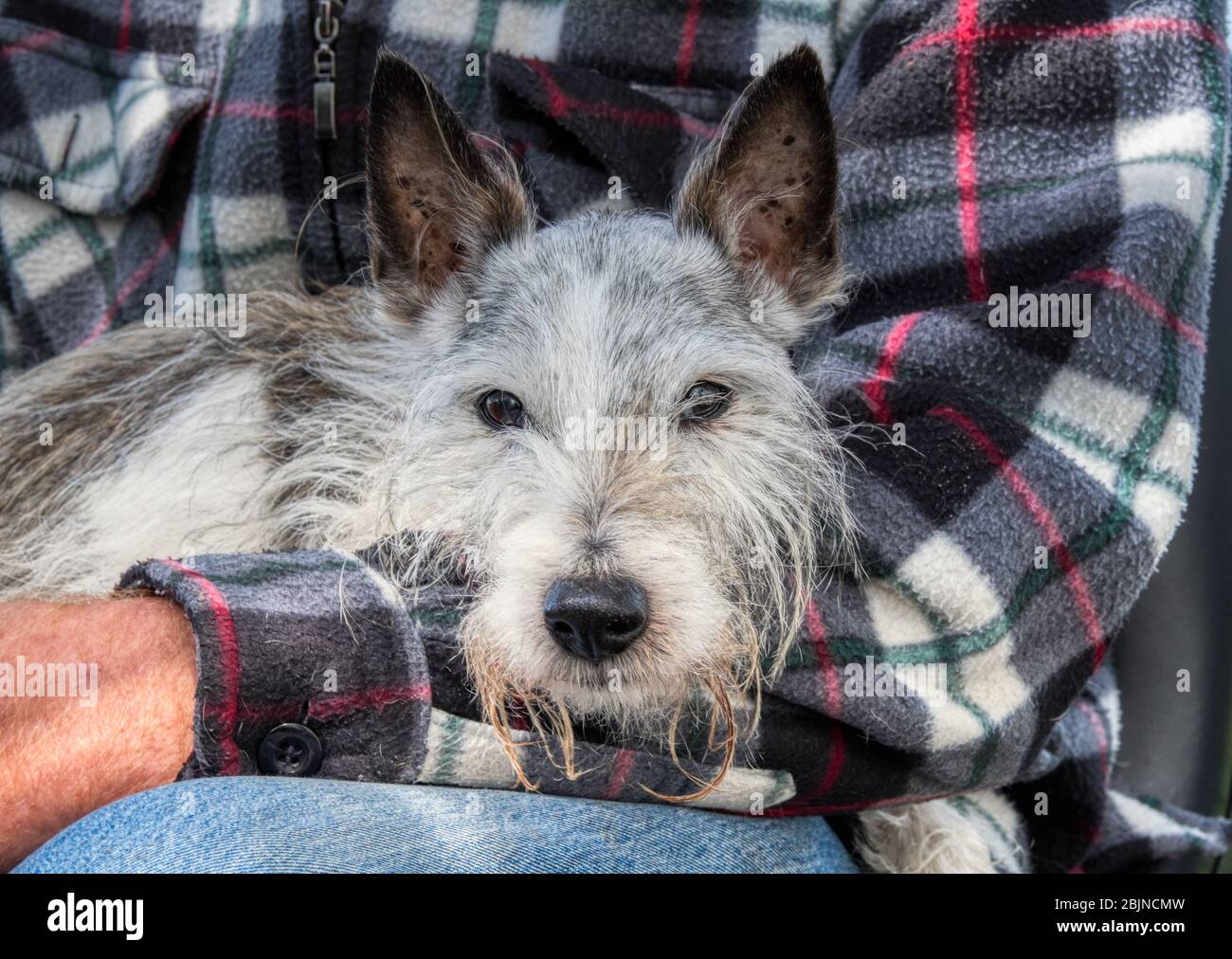 Old dog resting in his owner's arms Stock Photo - Alamy