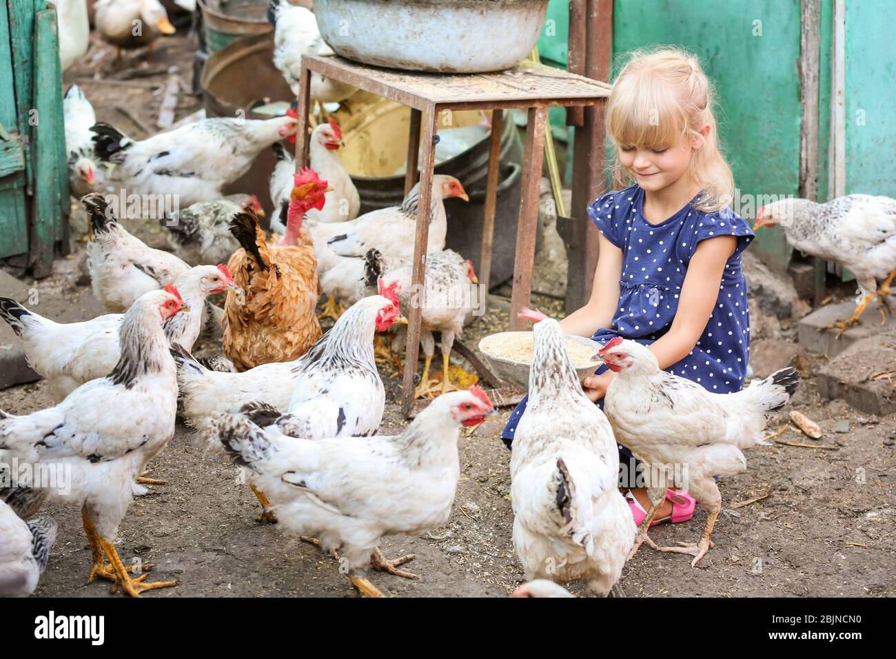 Little girl feeding chickens on farm Stock Photo - Alamy
