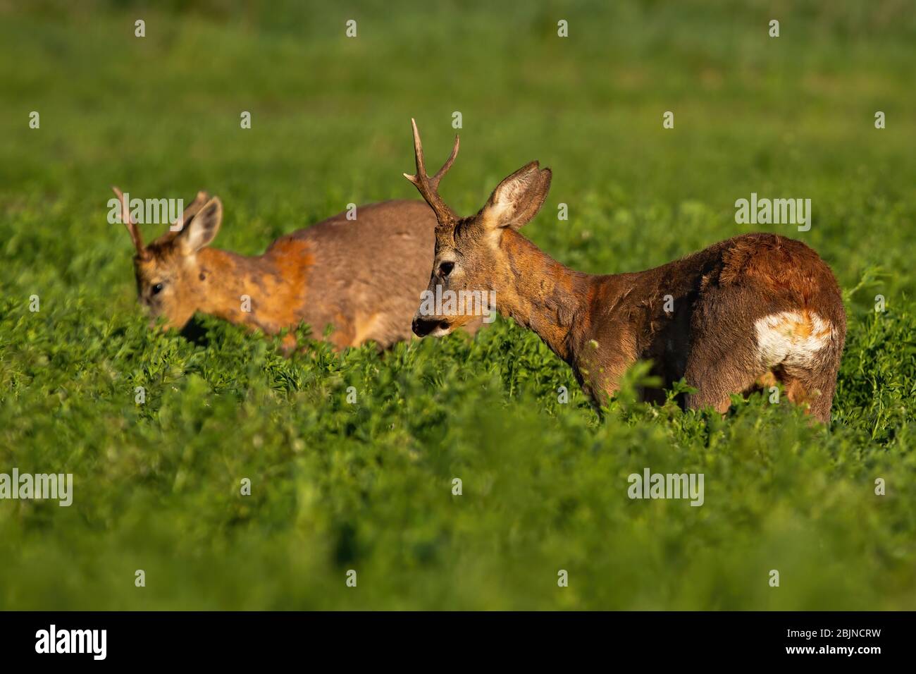 Roe deer fighting hi-res stock photography and images - Alamy