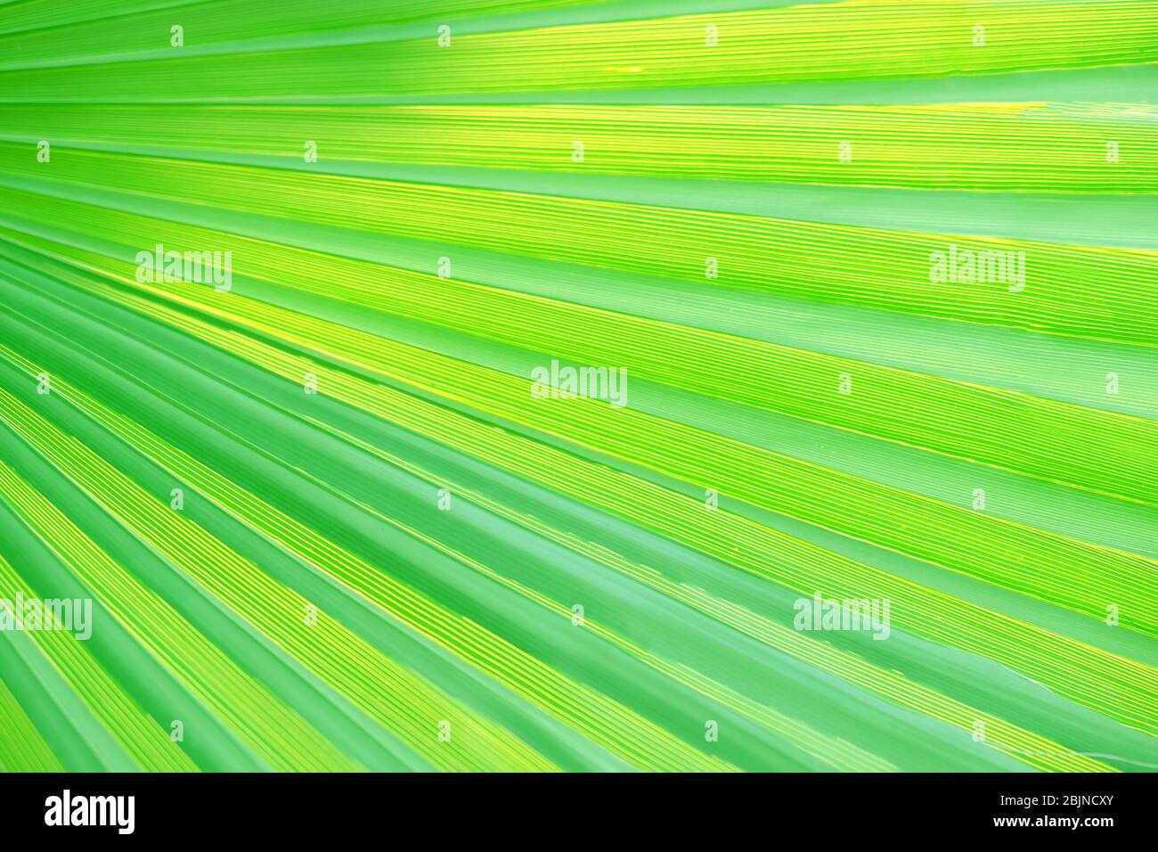 Green tropical leaf, close up Stock Photo - Alamy